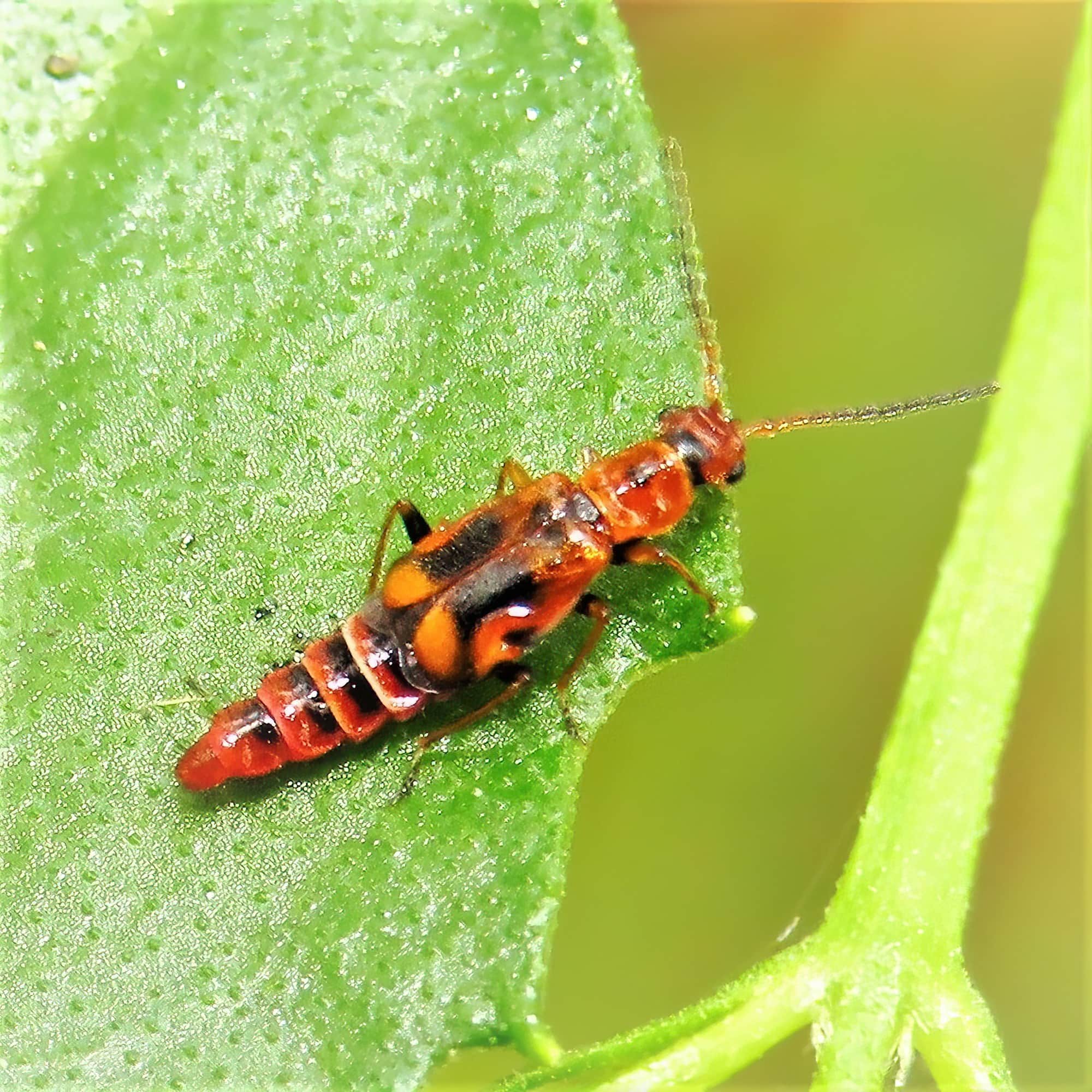 Carphurus pravus – Ausemade