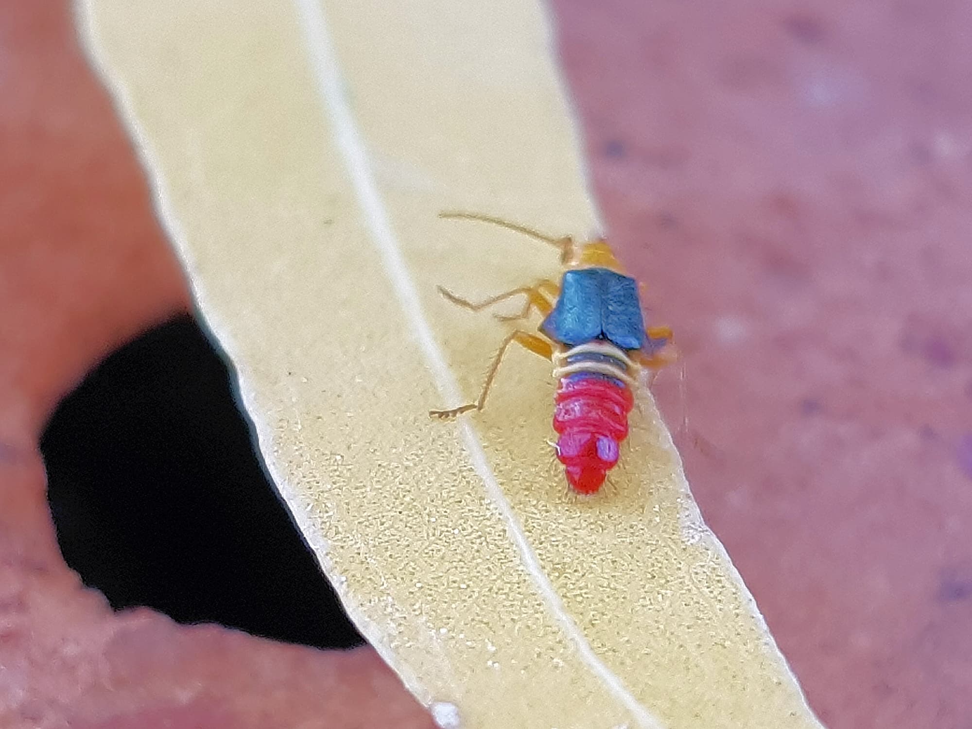 Carphurus cyaneipennis – Ausemade