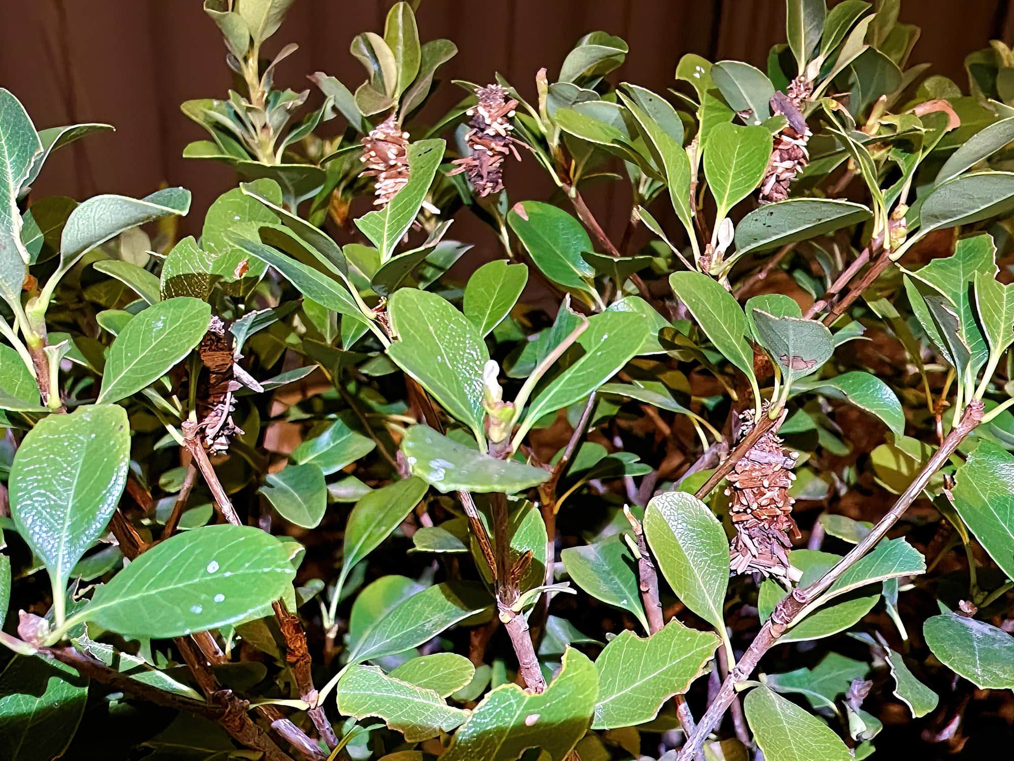 Case Moths in the garden – Ausemade