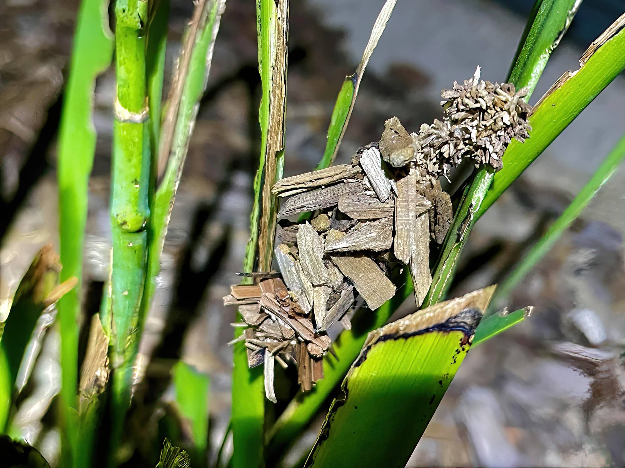 Case Moths in the garden – Ausemade