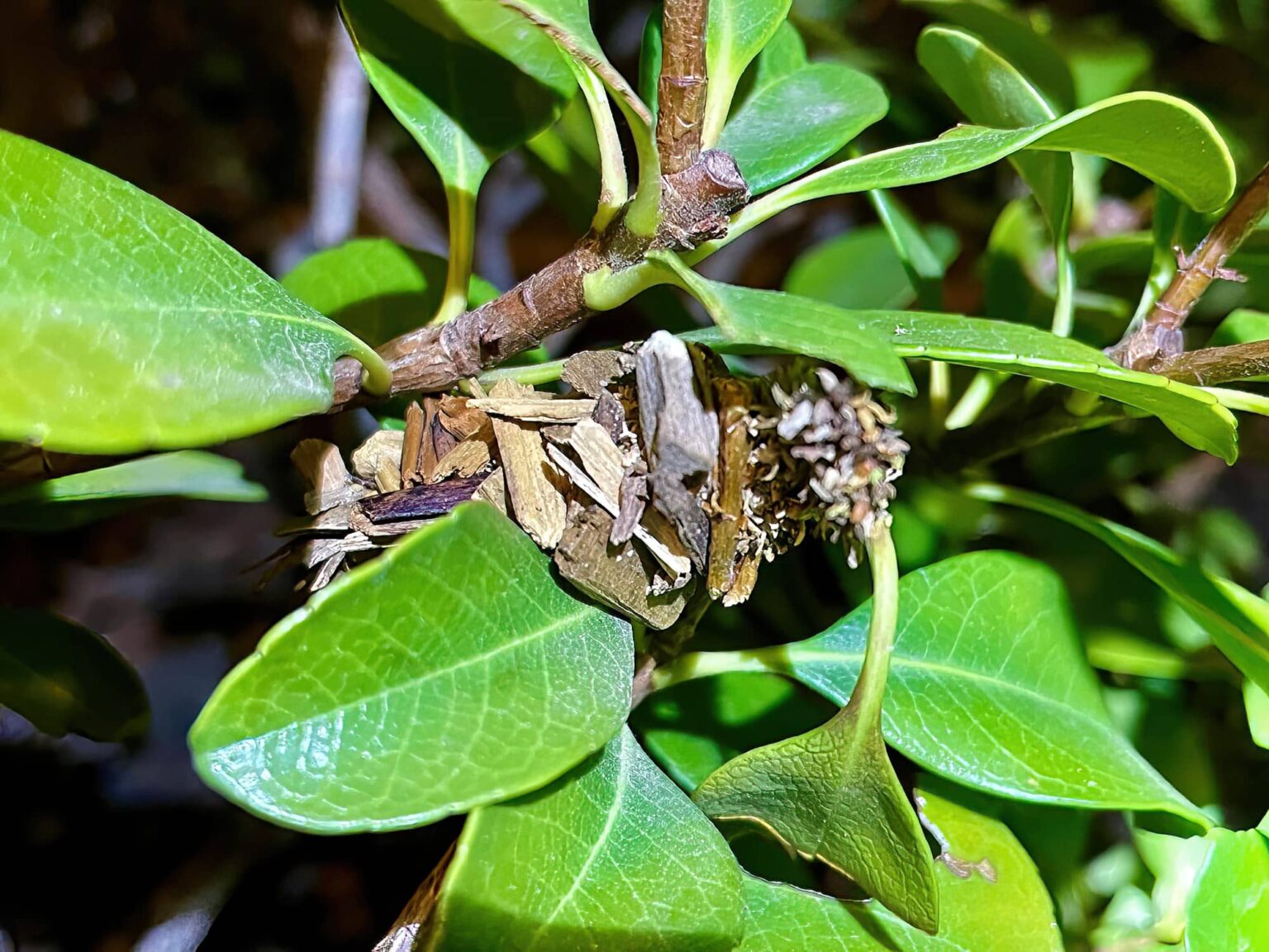 Case Moths in the garden – Ausemade