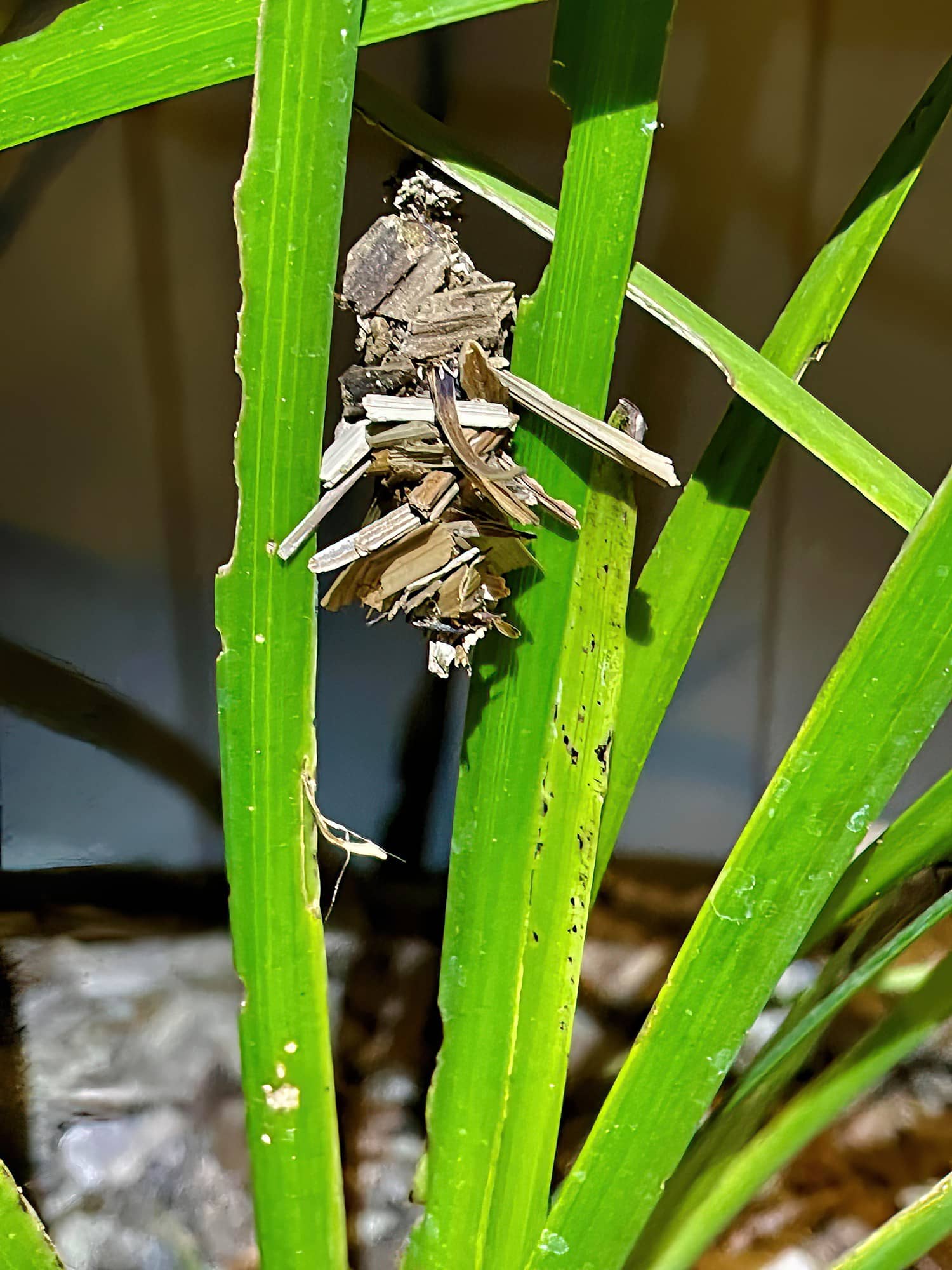 Case Moths in the garden – Ausemade