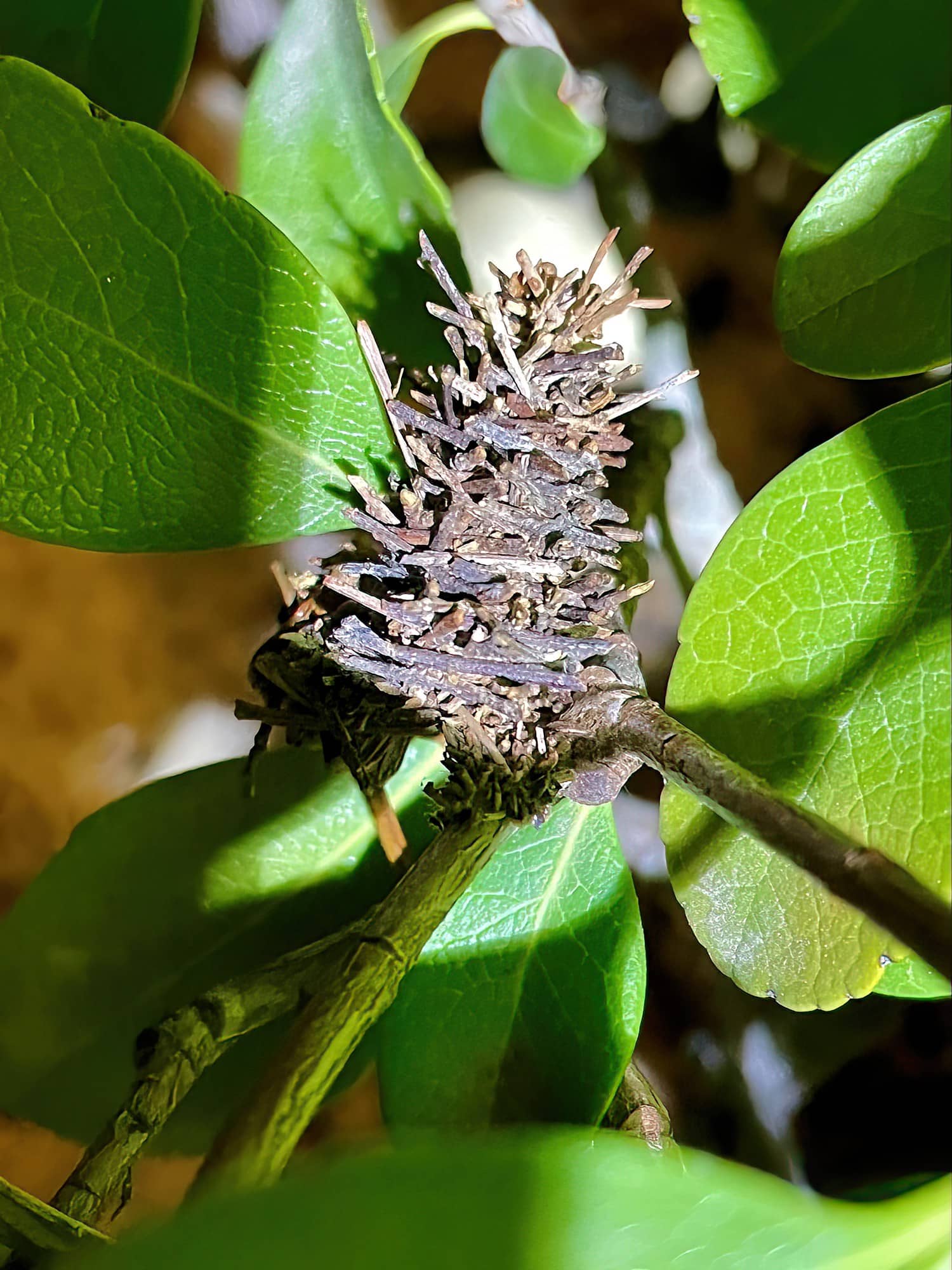 Case Moths in the garden – Ausemade