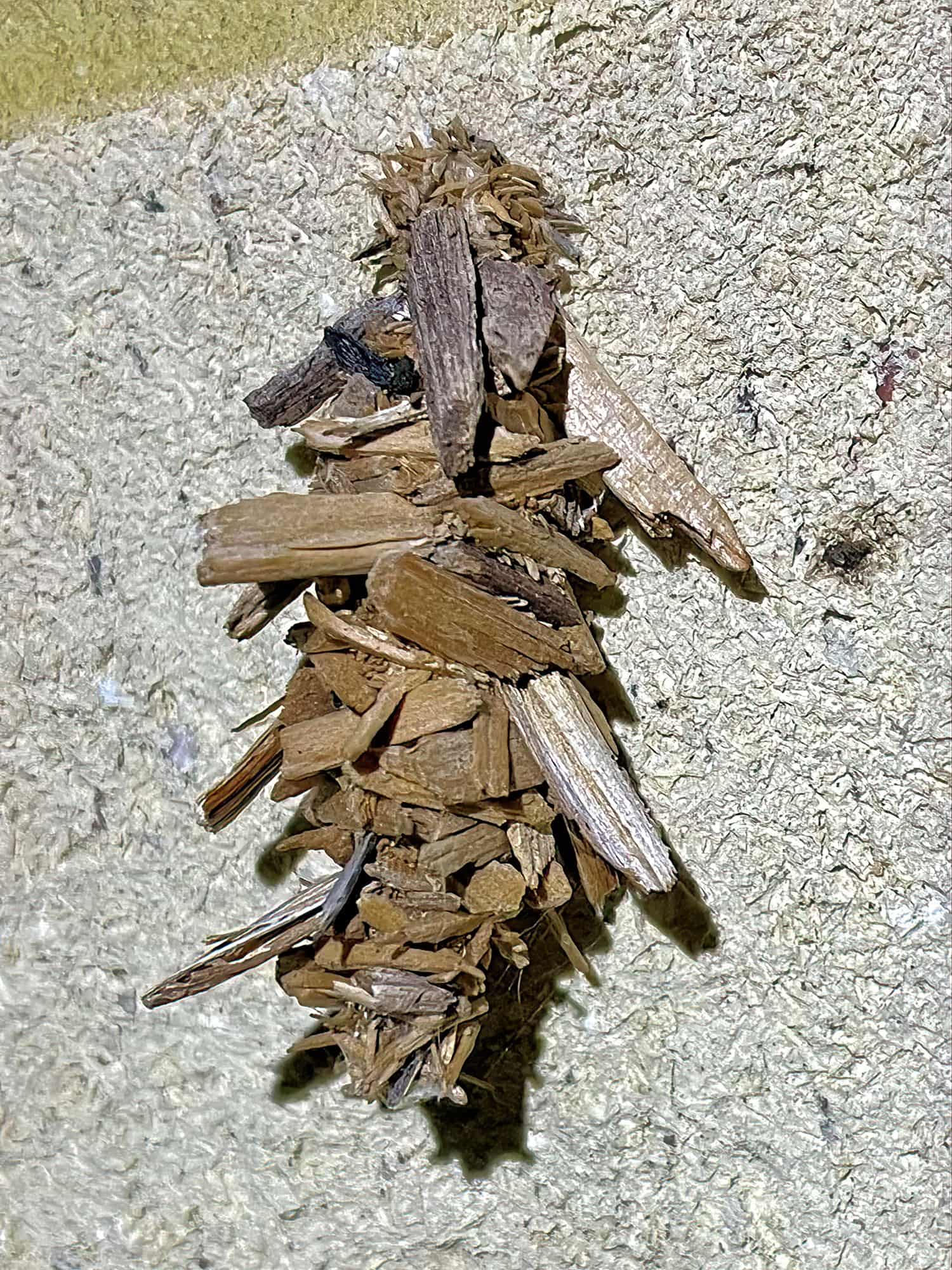 Case Moths in the garden – Ausemade