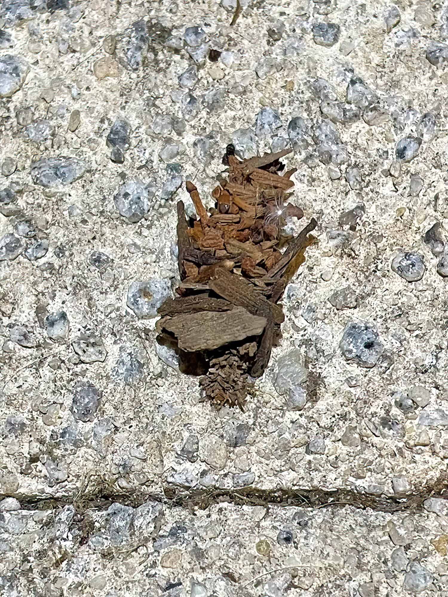 Case Moths in the garden – Ausemade