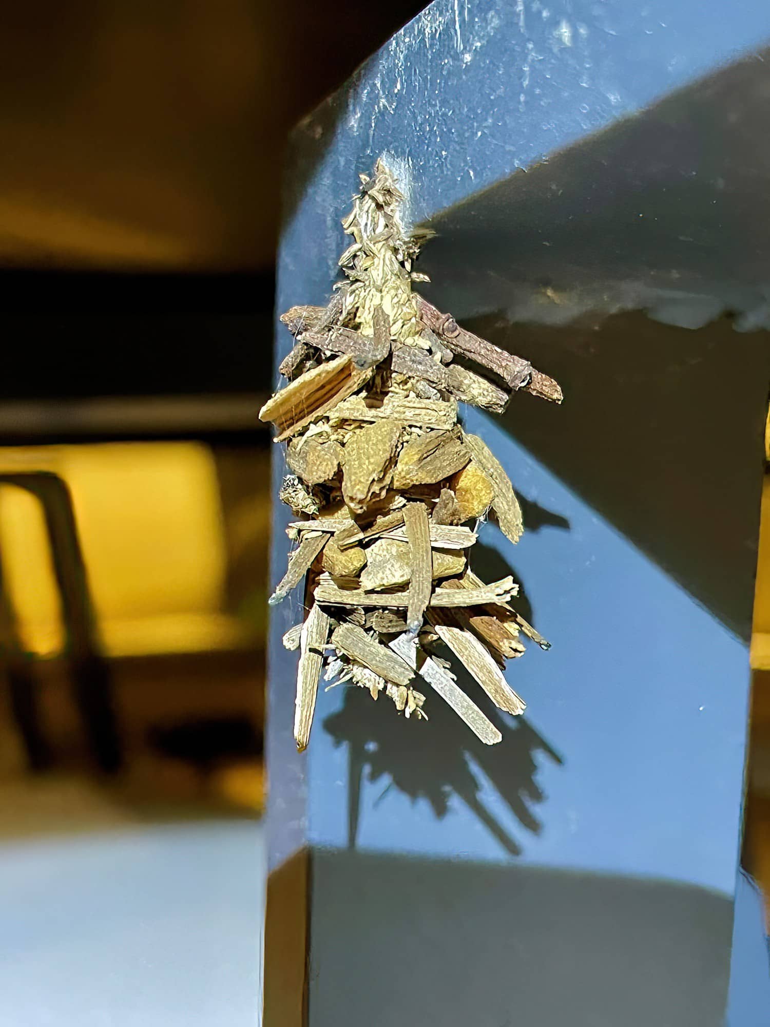 Case Moths in the garden – Ausemade