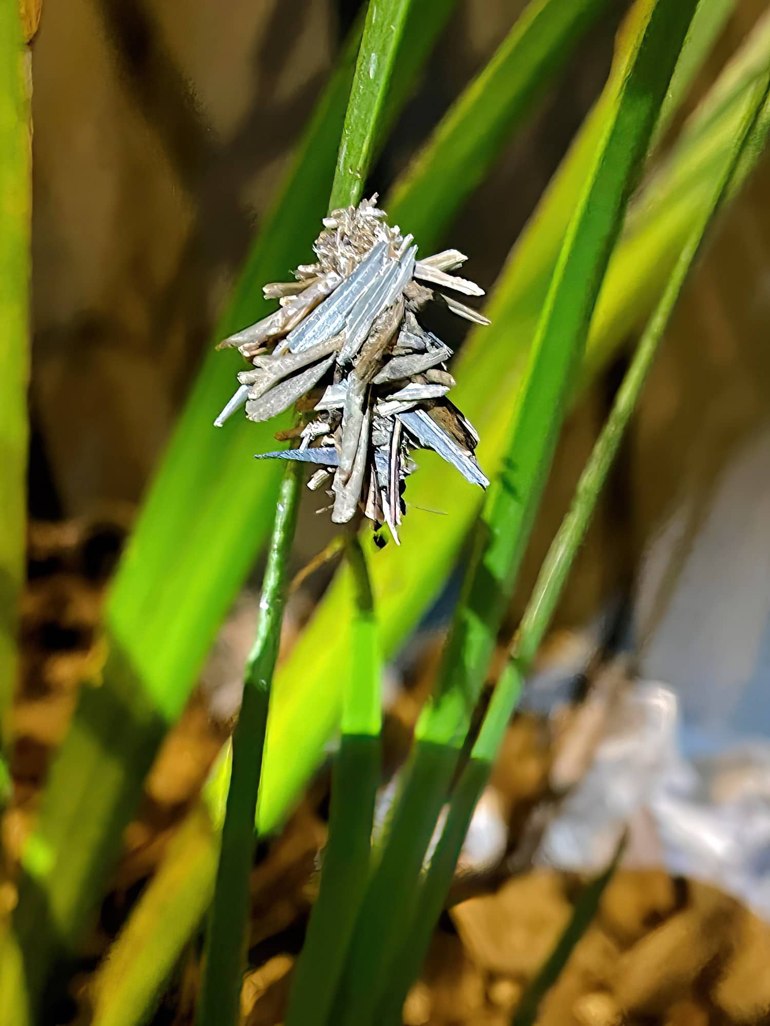 Case Moths in the garden – Ausemade