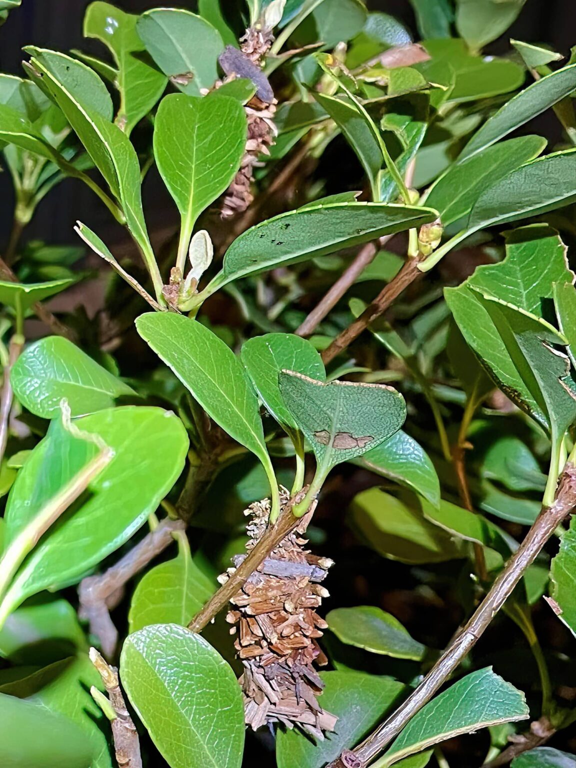 Case Moths in the garden – Ausemade