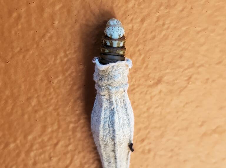 Ribbed Case Moth – Ausemade