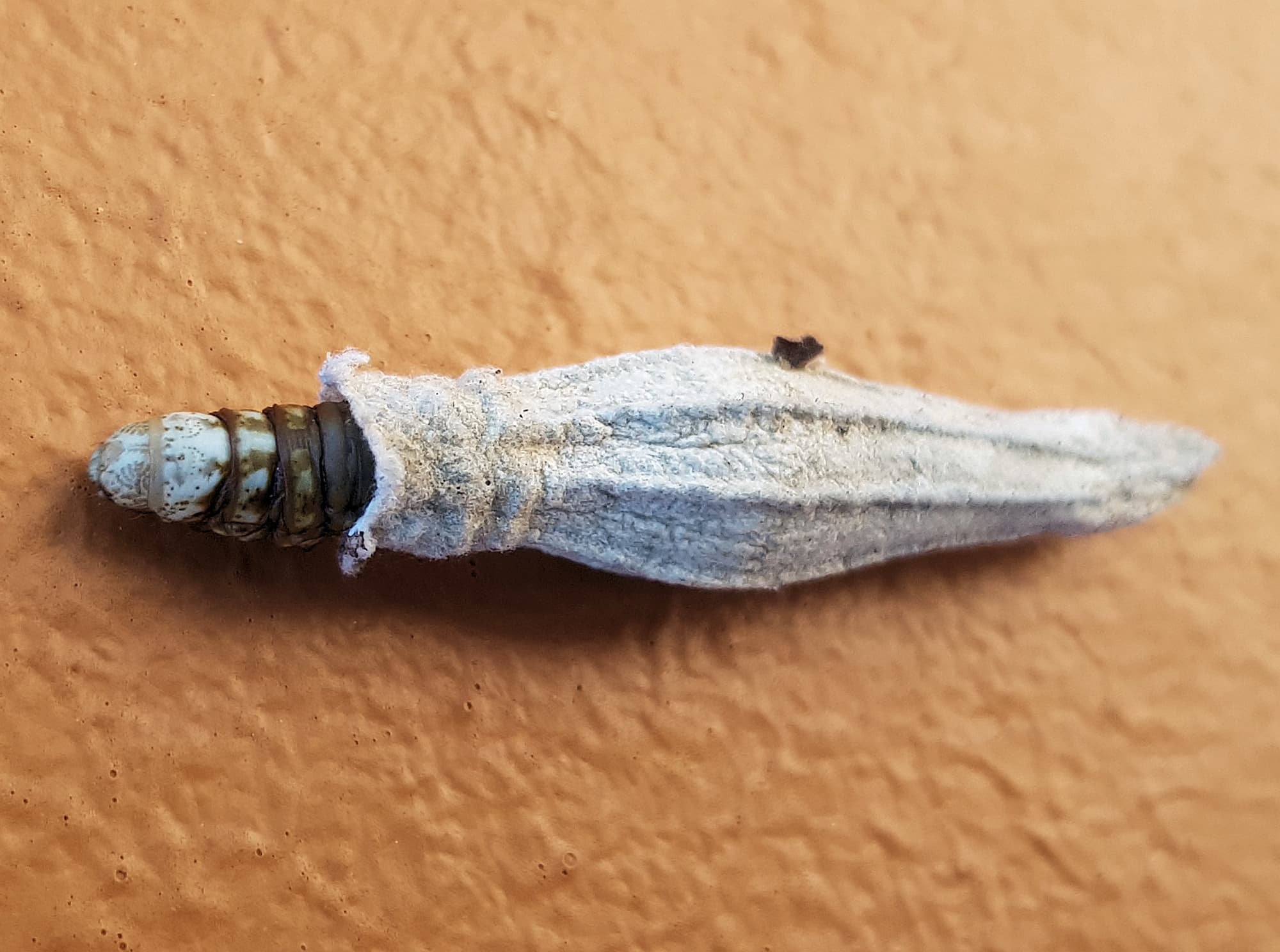 Ribbed Case Moth – Ausemade