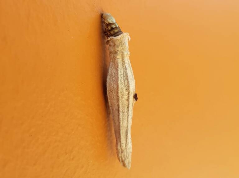 Ribbed Case Moth – Ausemade