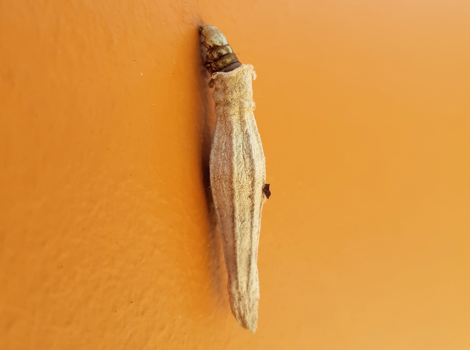 Ribbed Case Moth – Ausemade