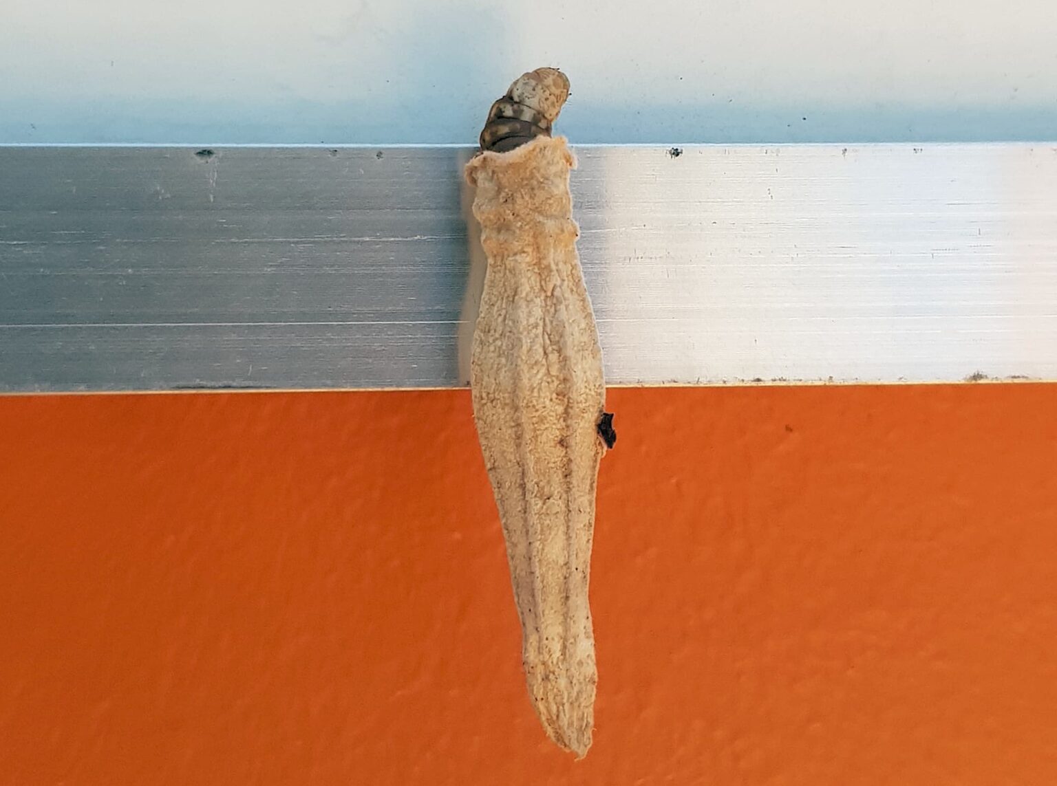 Case Moths in the garden – Ausemade