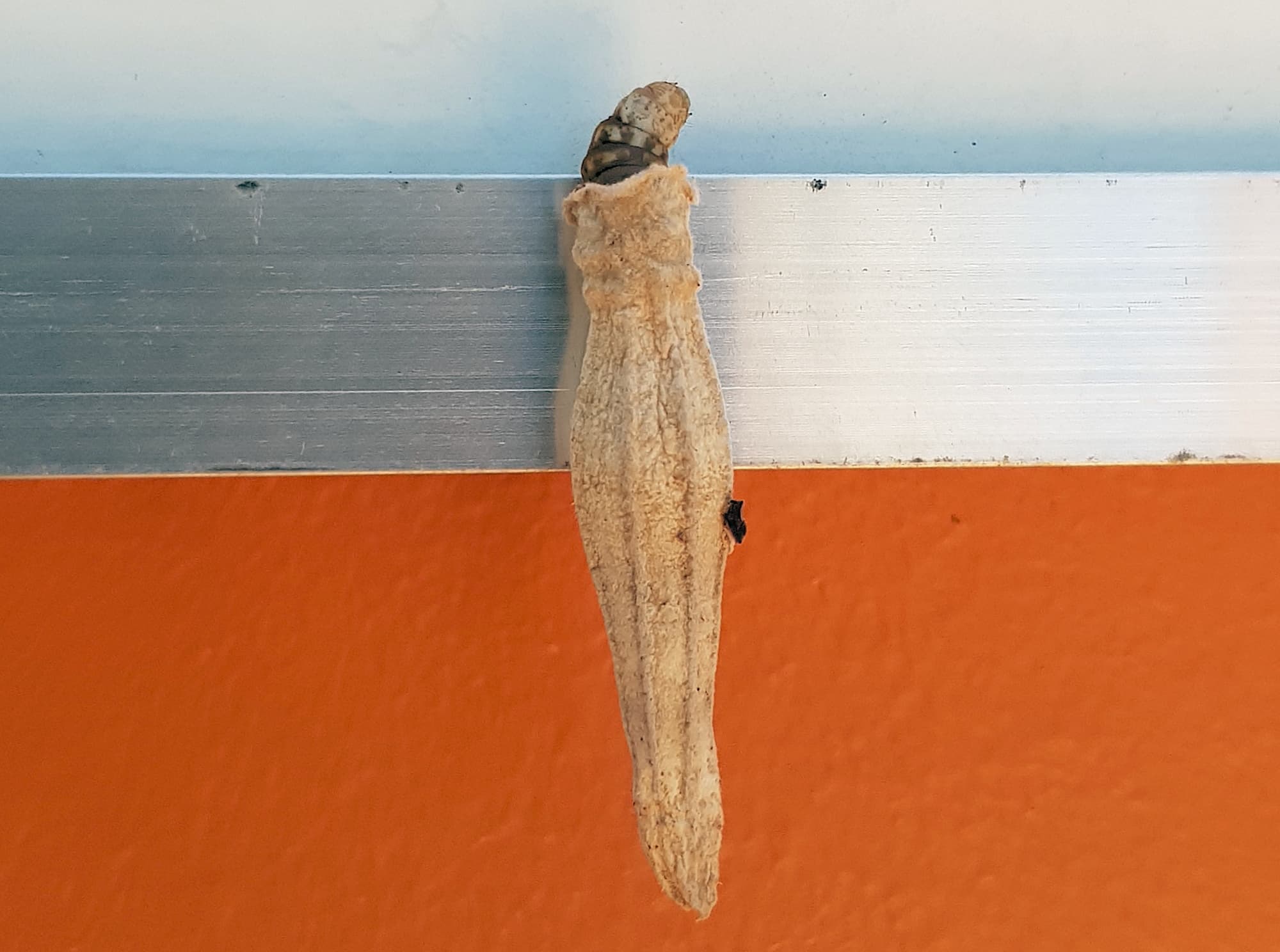 Ribbed Case Moth – Ausemade