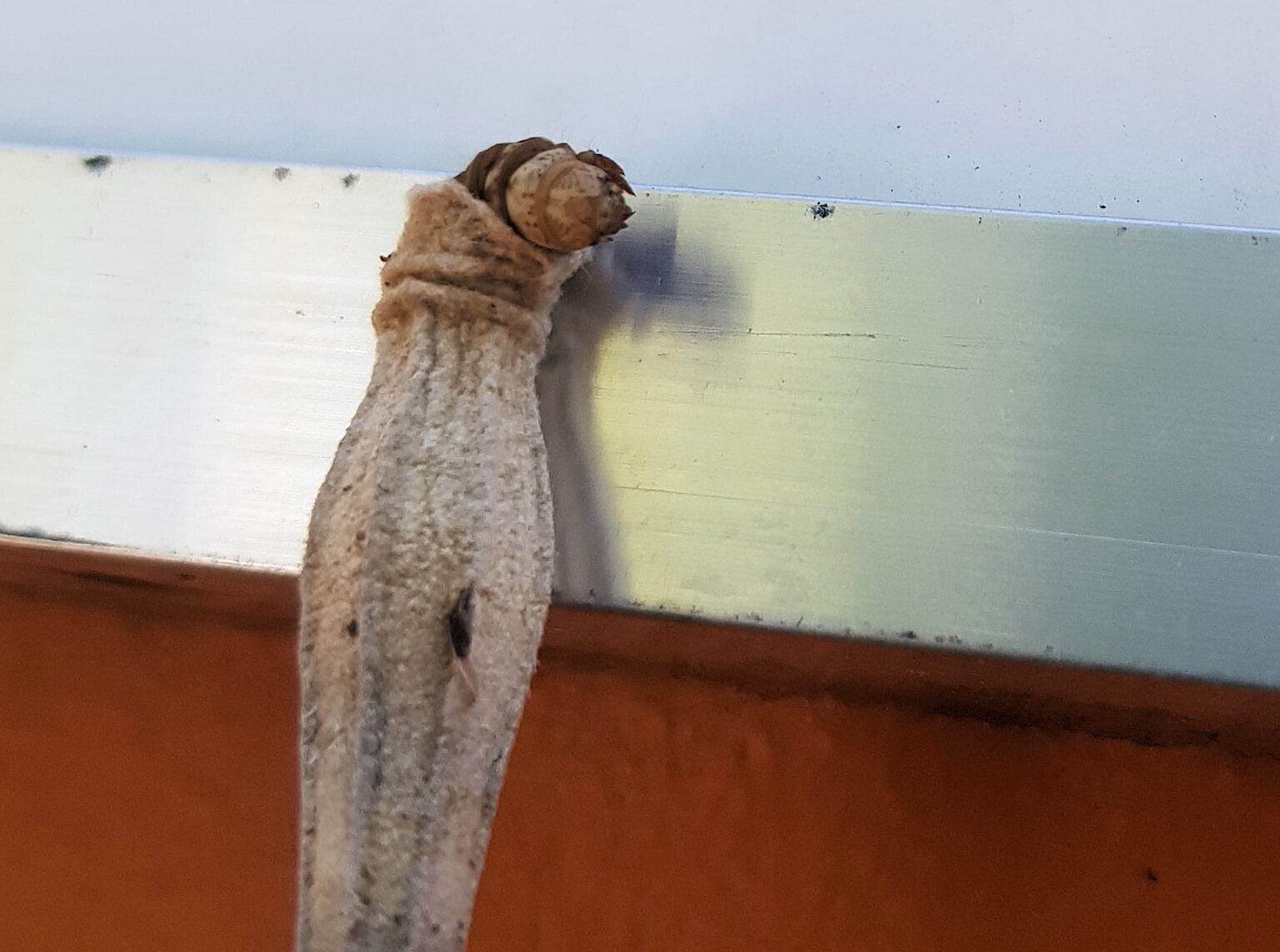 Ribbed Case Moth – Ausemade