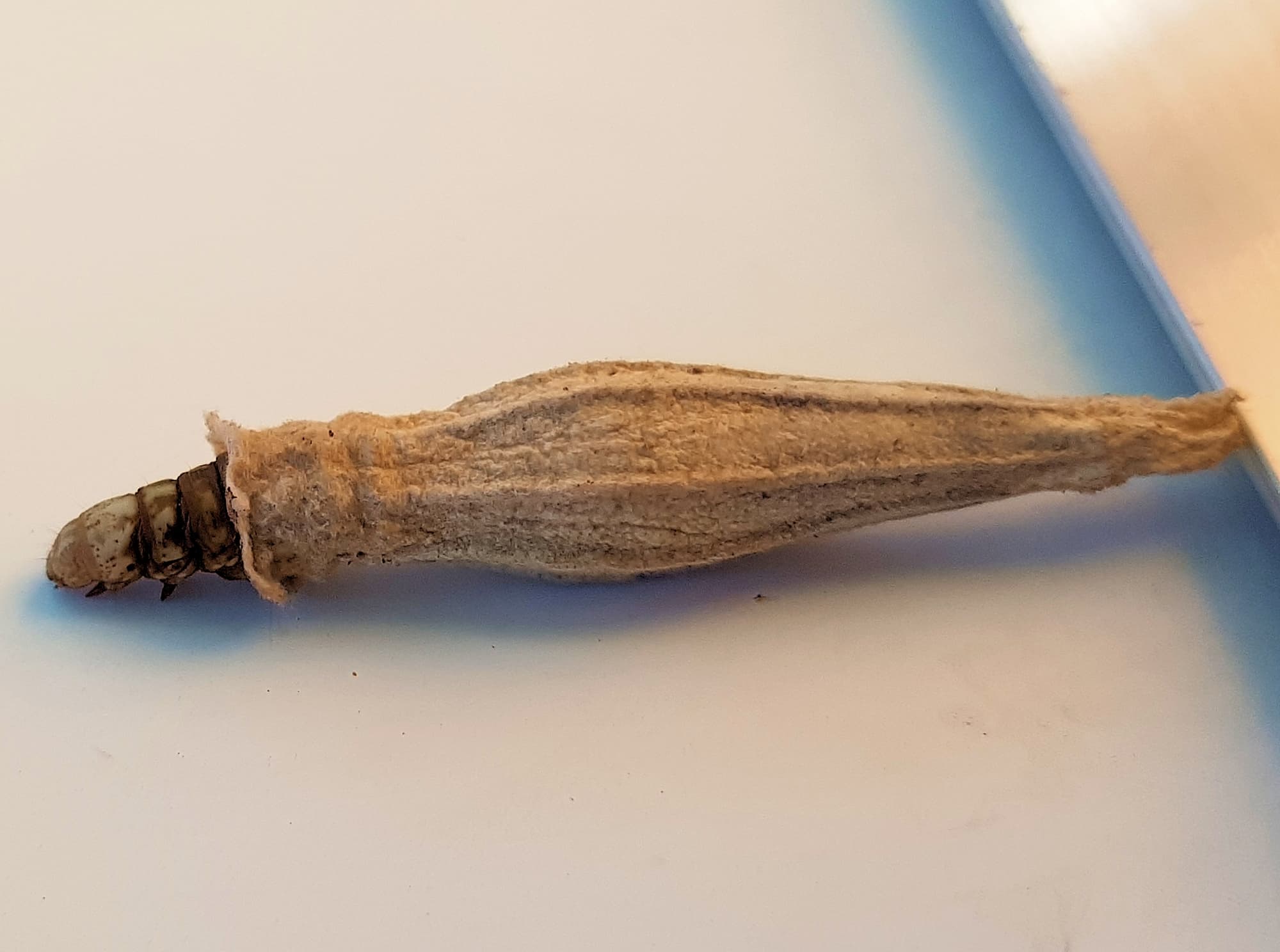 Ribbed Case Moth – Ausemade