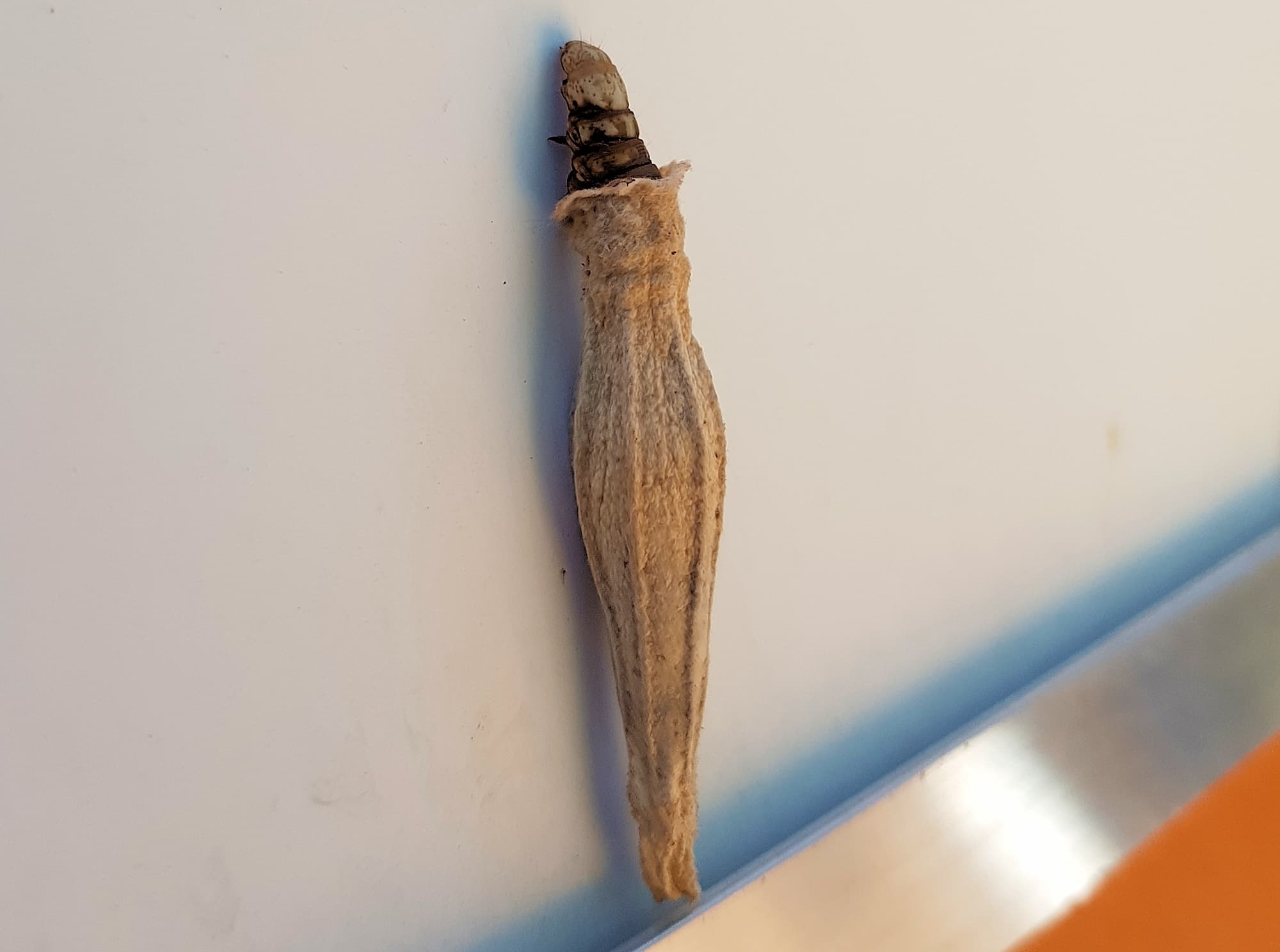 Ribbed Case Moth – Ausemade