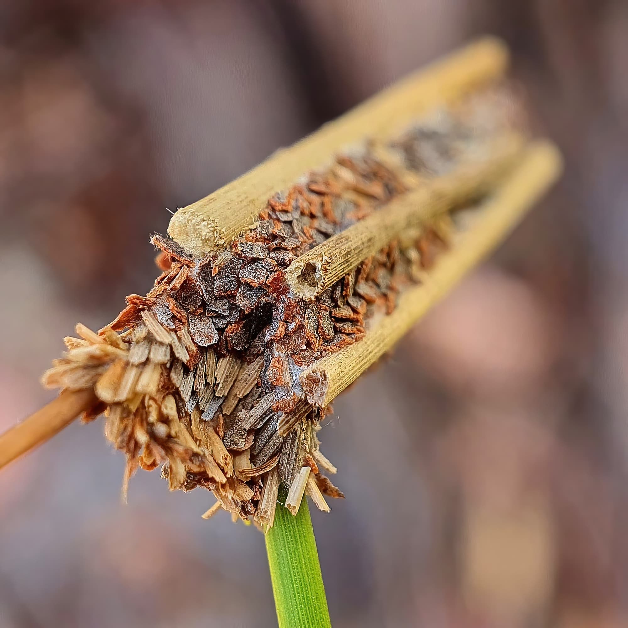Case Moths – Ausemade