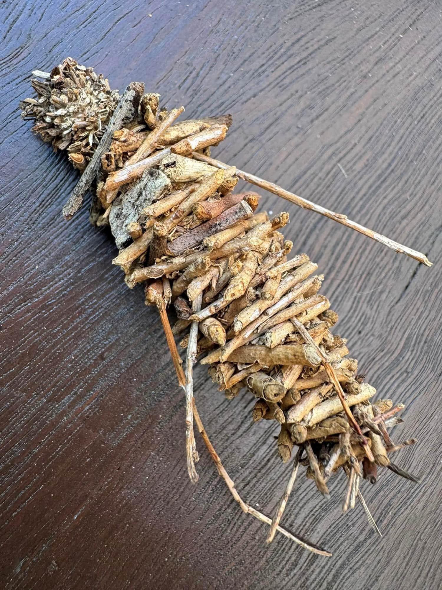 Case Moths (Variety of Cocoons) – Ausemade