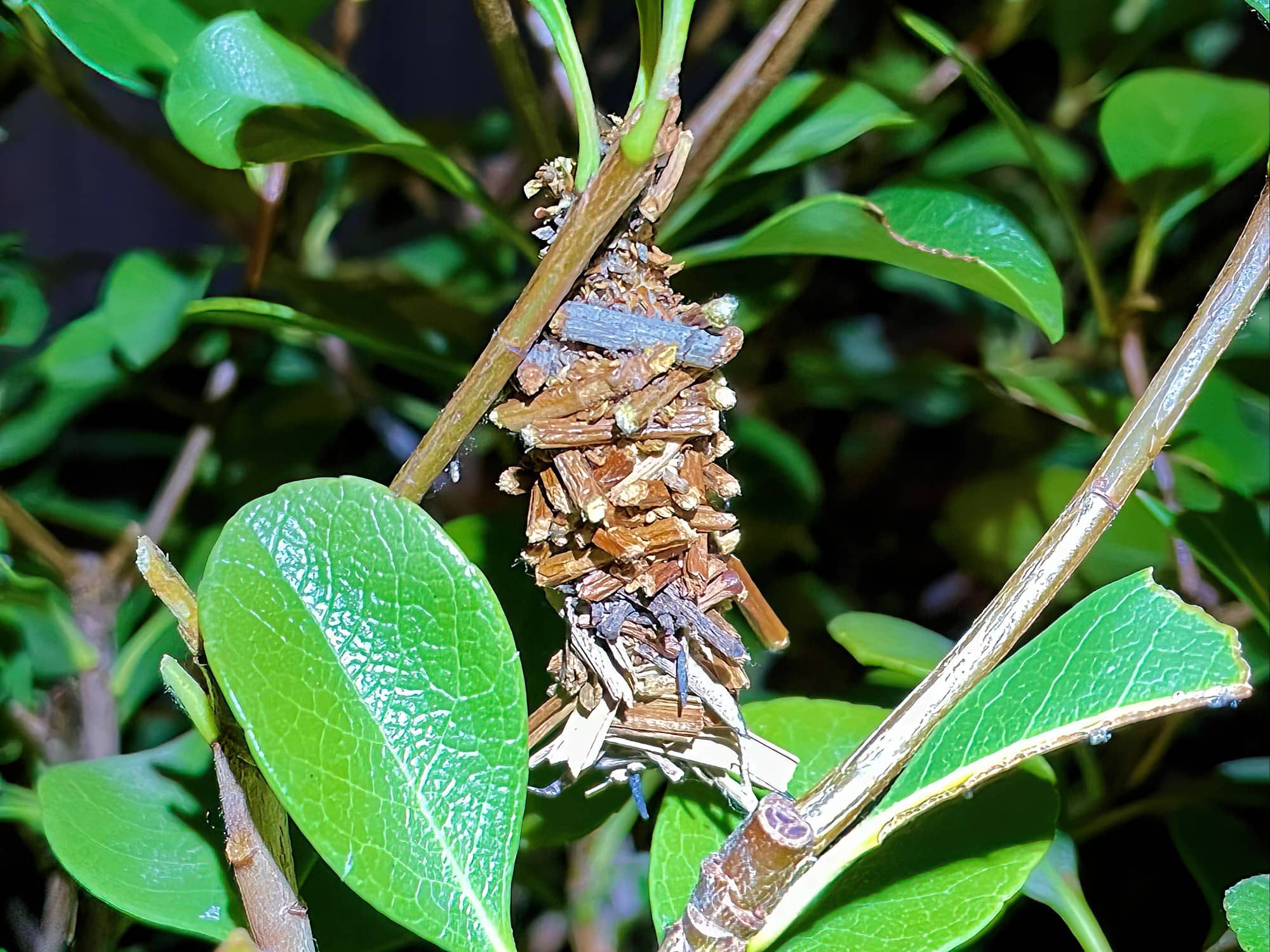 Case Moths in the garden – Ausemade