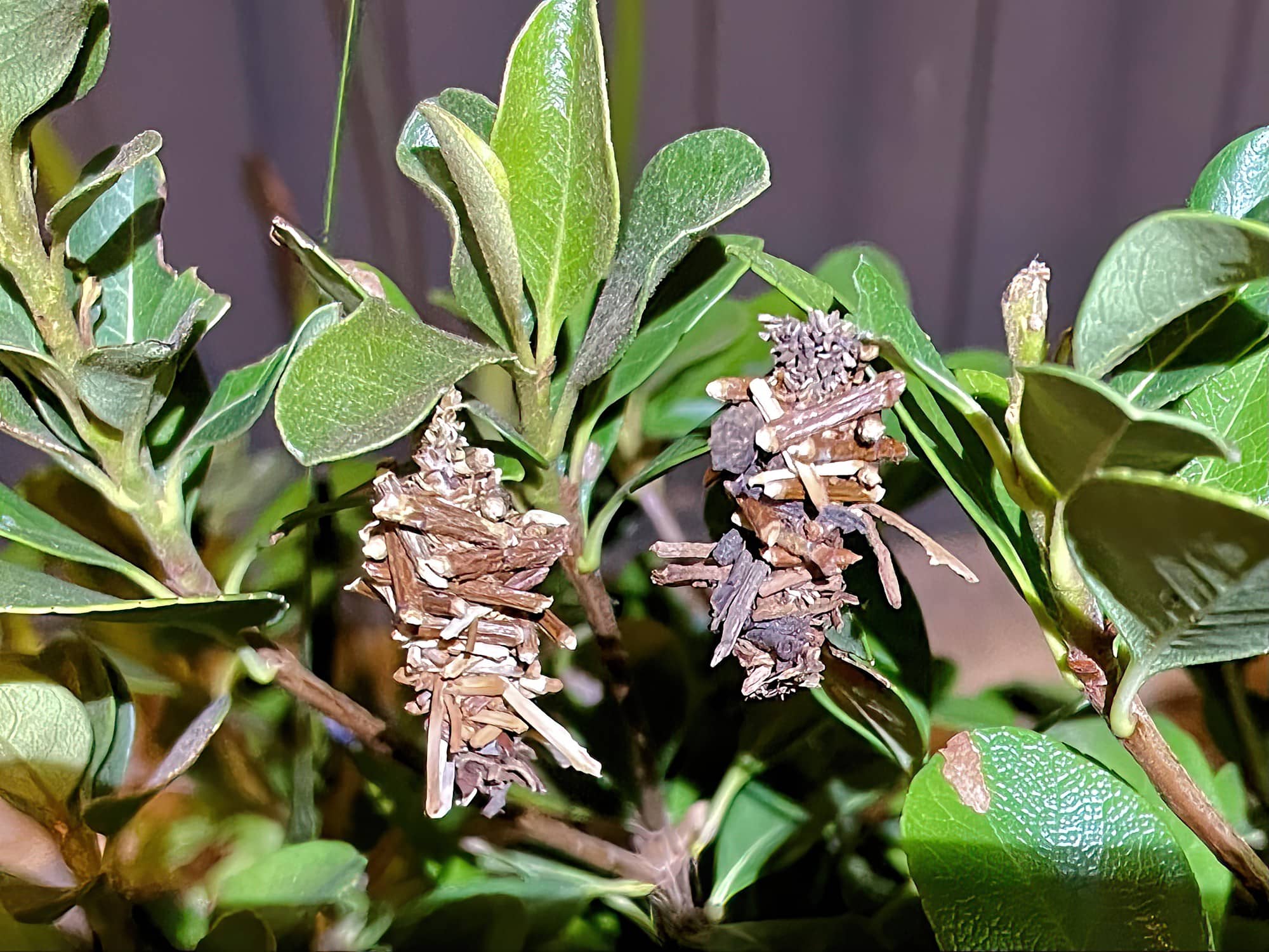 Case Moths in the garden – Ausemade