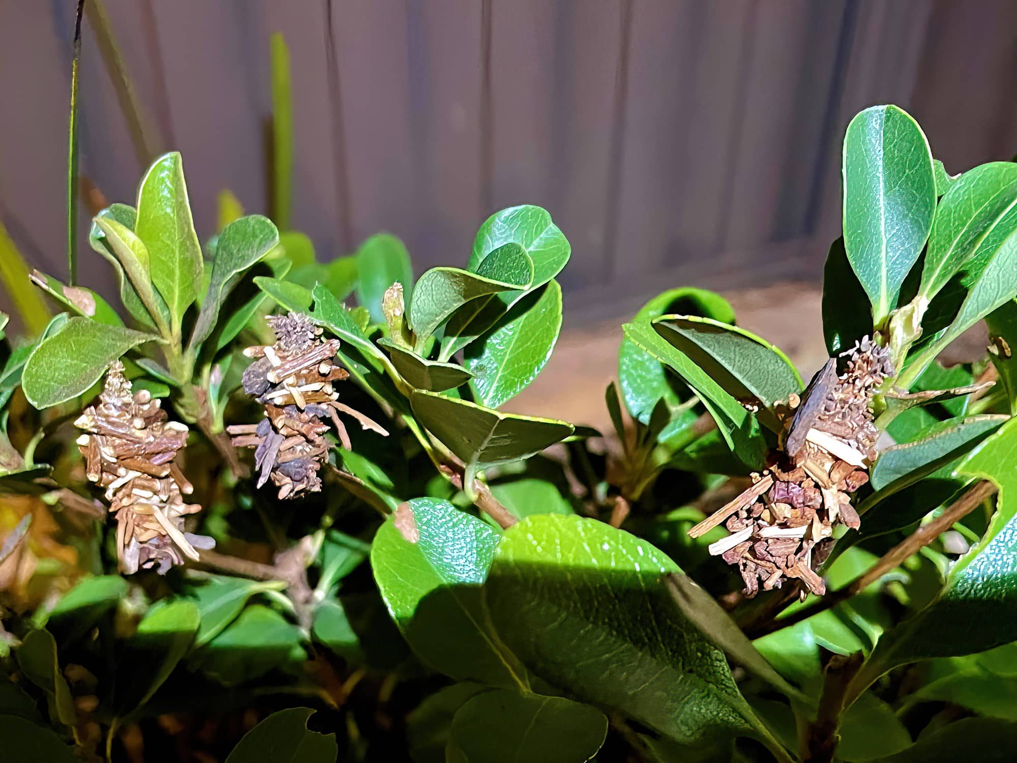 Case Moths in the garden – Ausemade