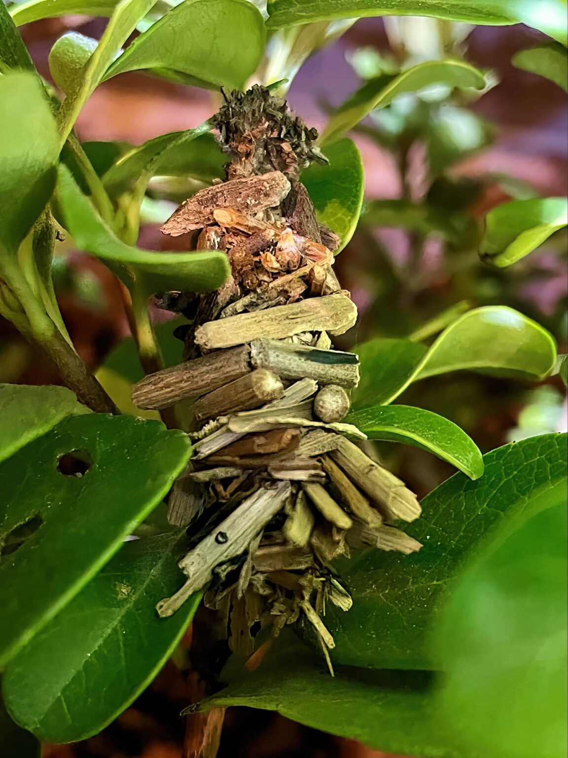 Case Moths in the garden – Ausemade