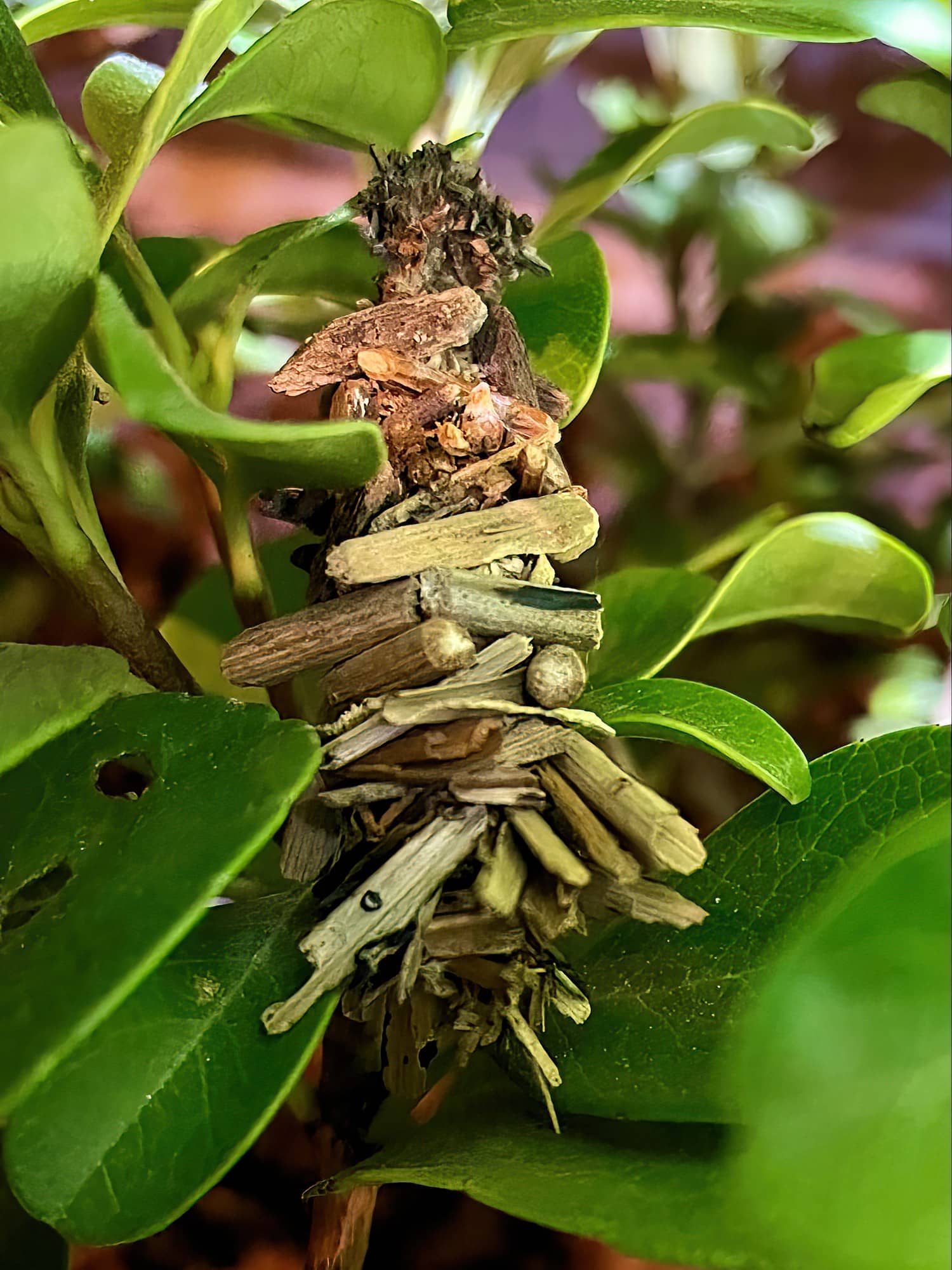 Case Moths in the garden – Ausemade