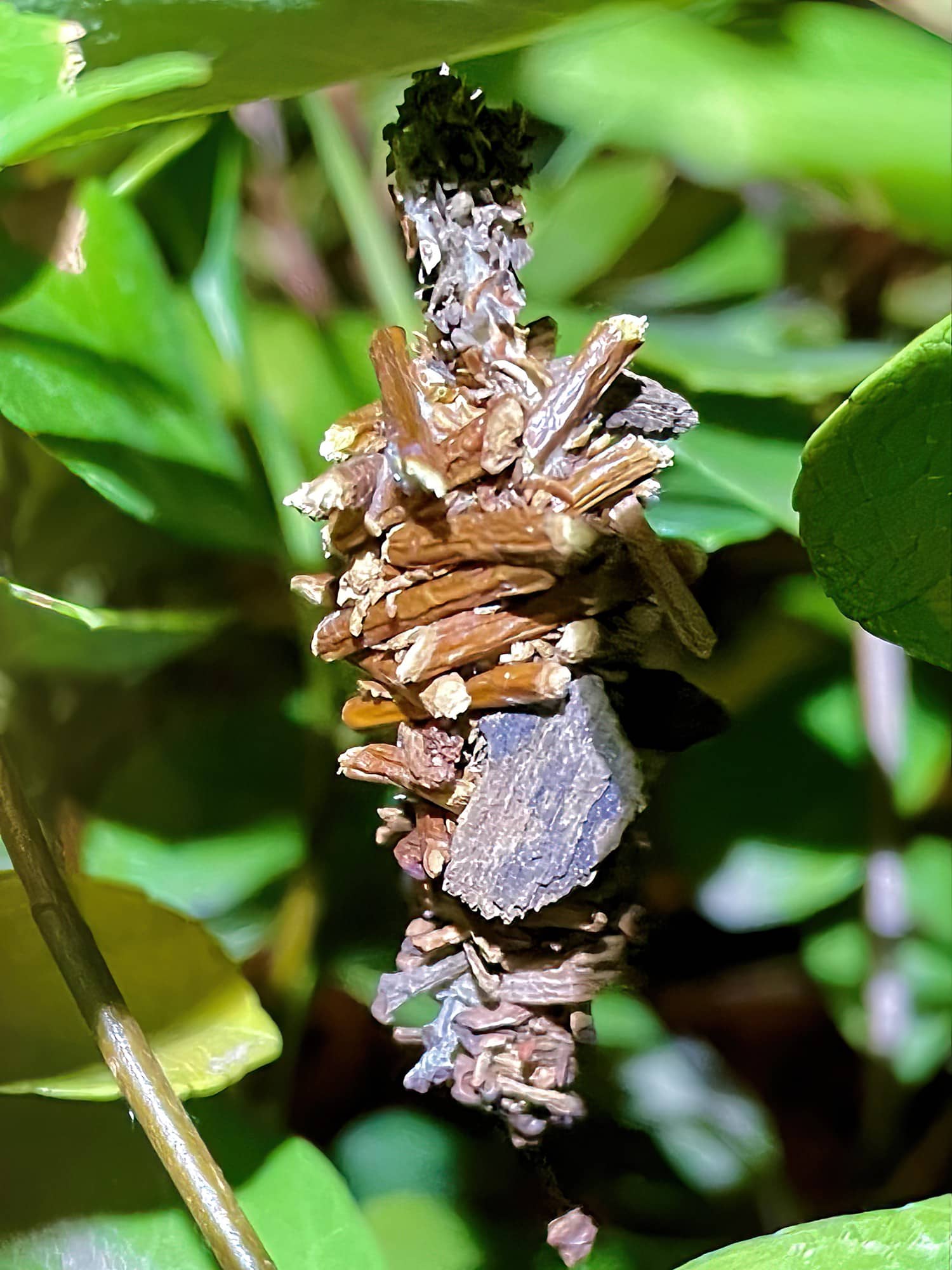 Case Moths in the garden – Ausemade