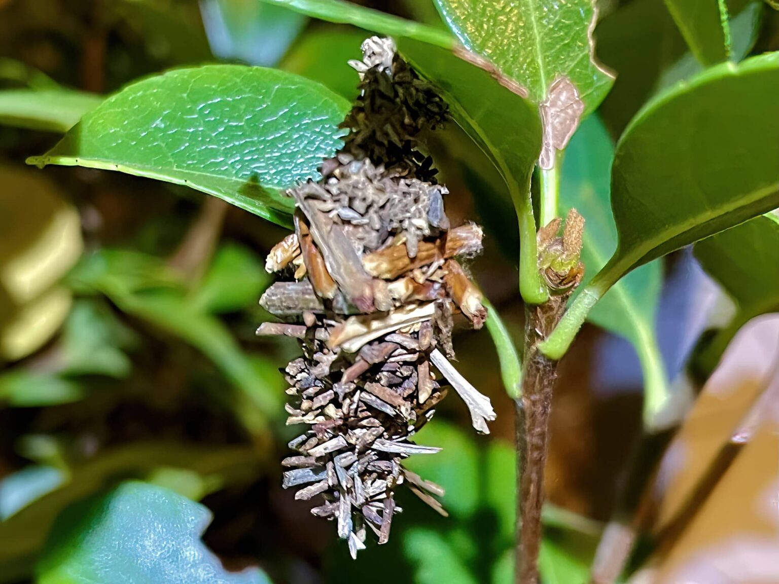 Case Moths in the garden – Ausemade