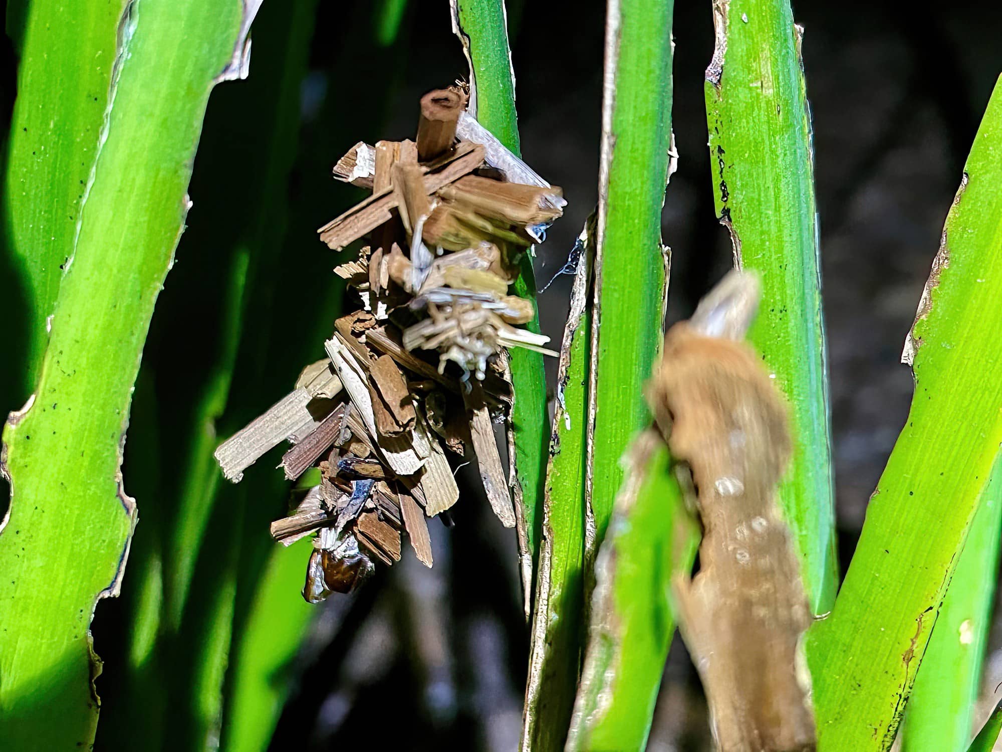 Case Moths in the garden – Ausemade