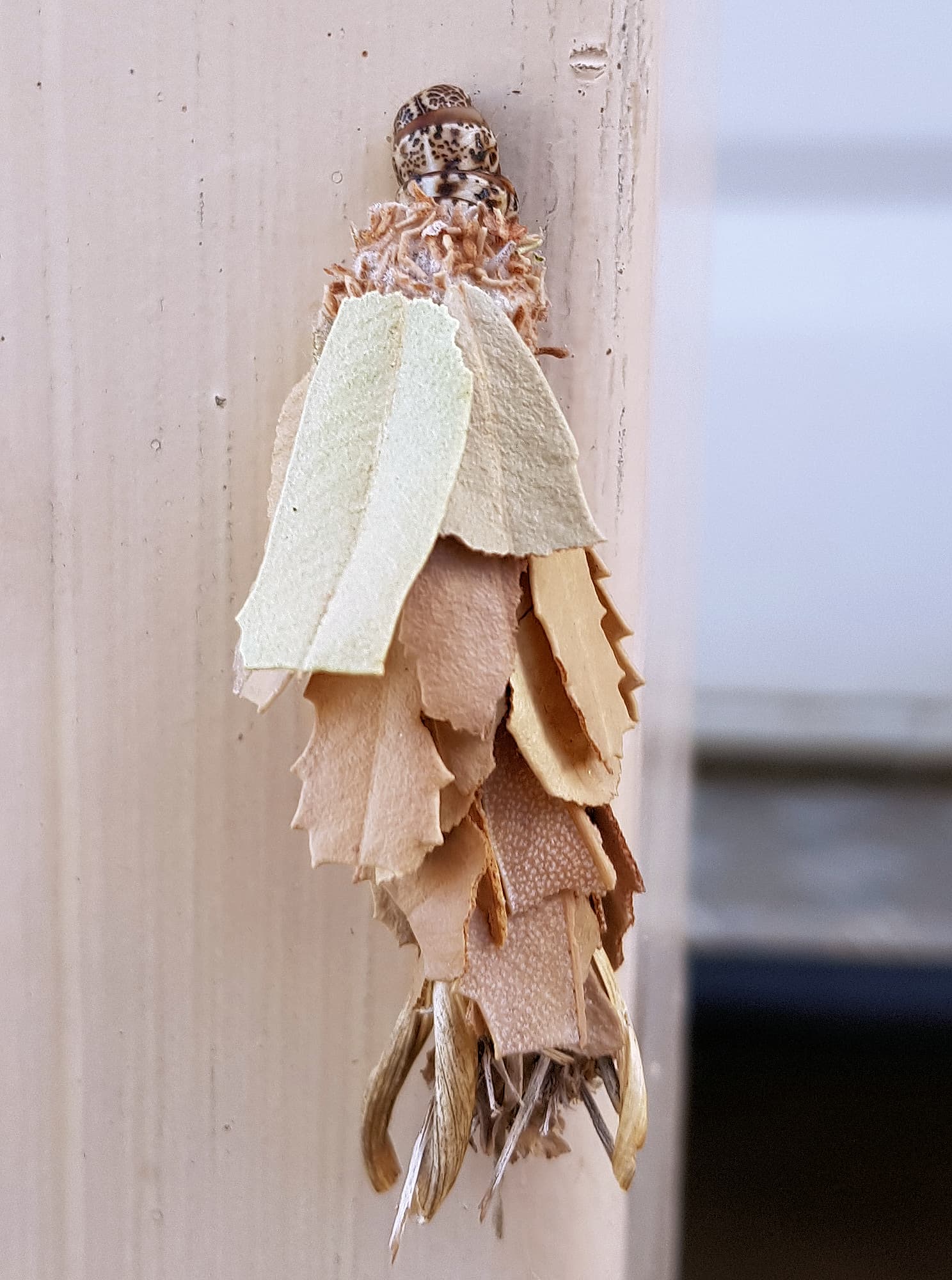 Leaf Case Moth – Ausemade