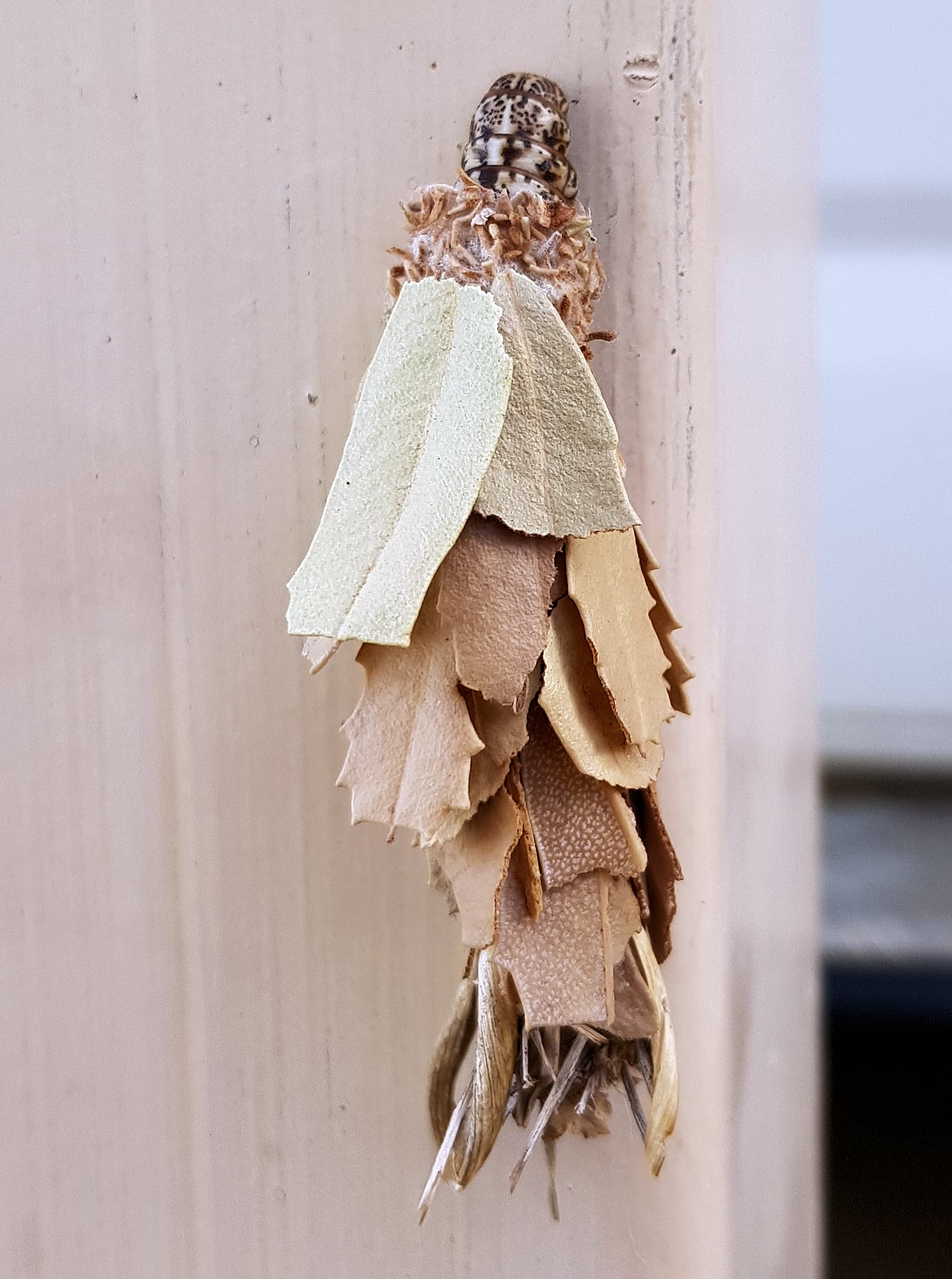 Leaf Case Moth – Ausemade