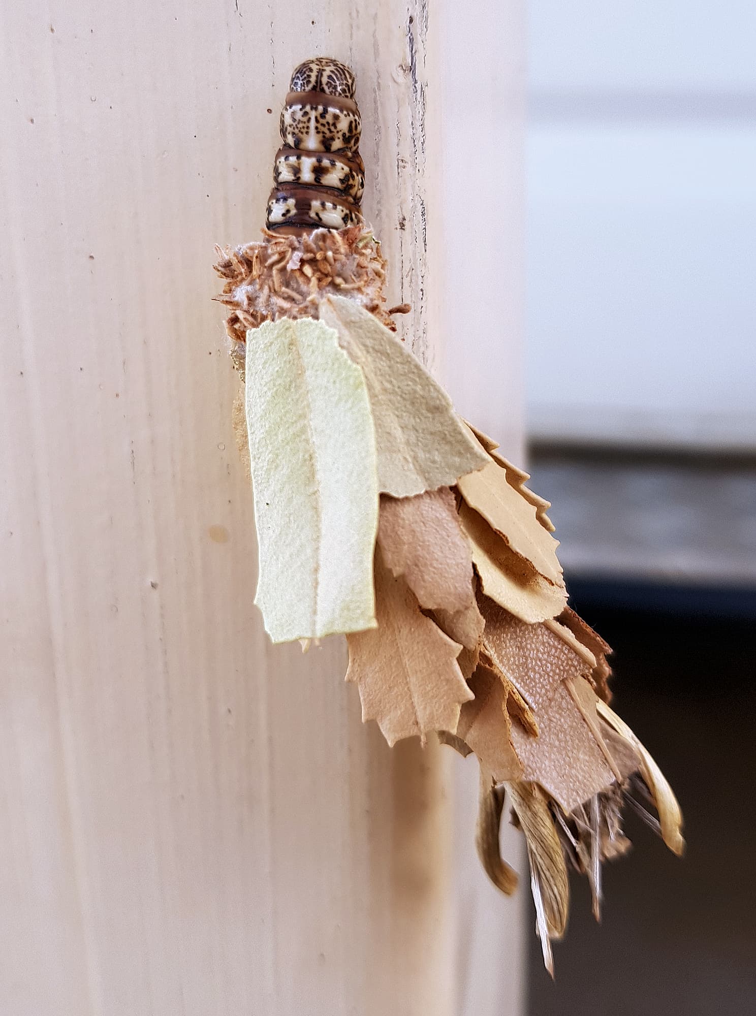 Leaf Case Moth – Ausemade