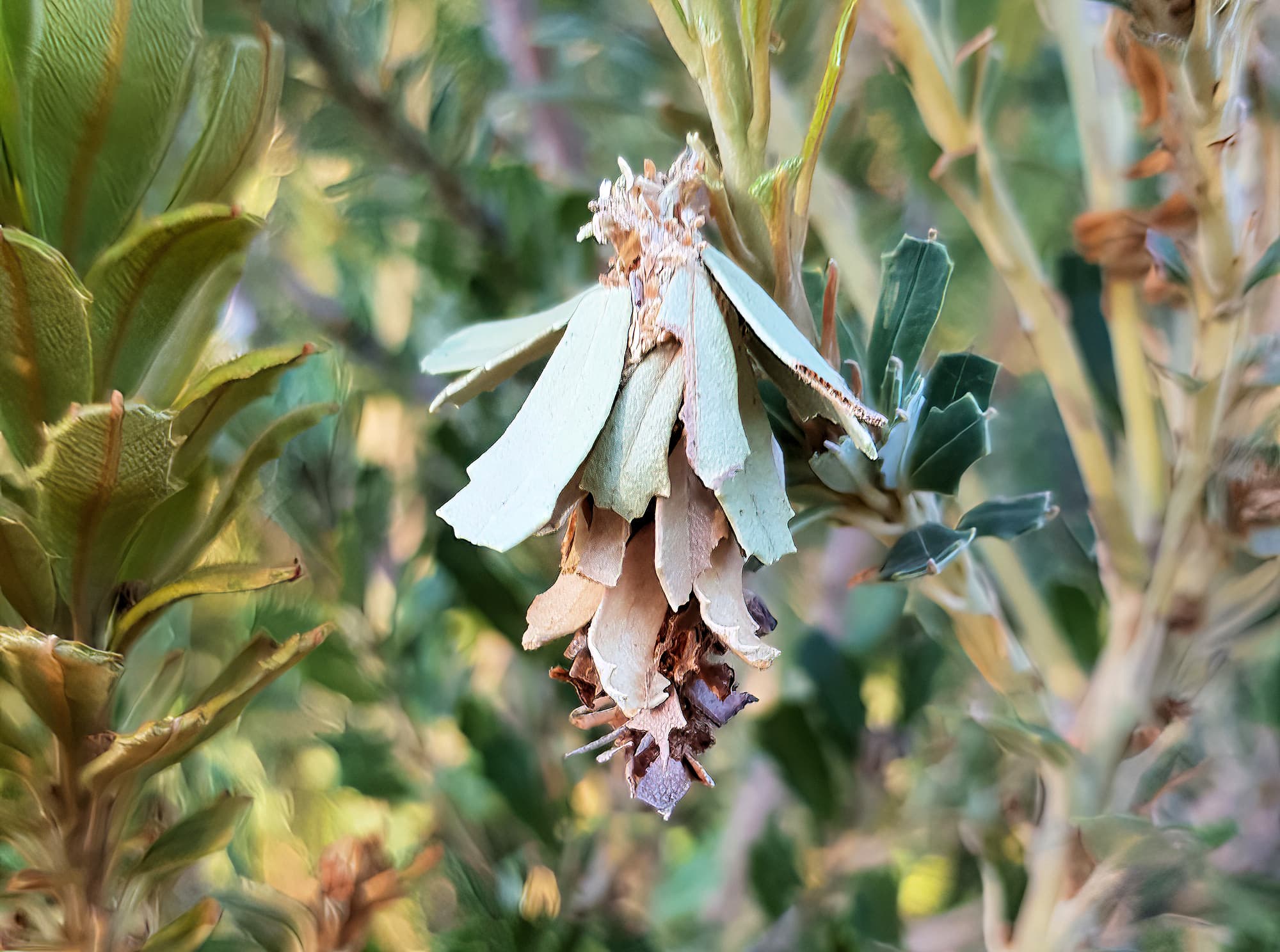 Case Moths in the garden – Ausemade
