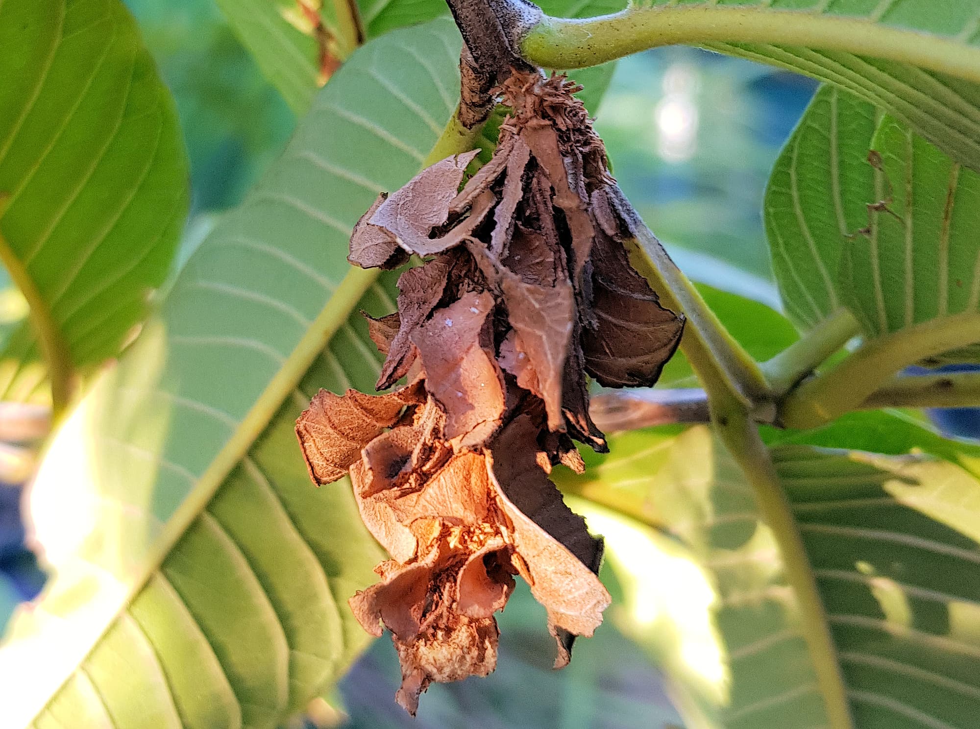 Case Moths (Variety of Cocoons) – Ausemade