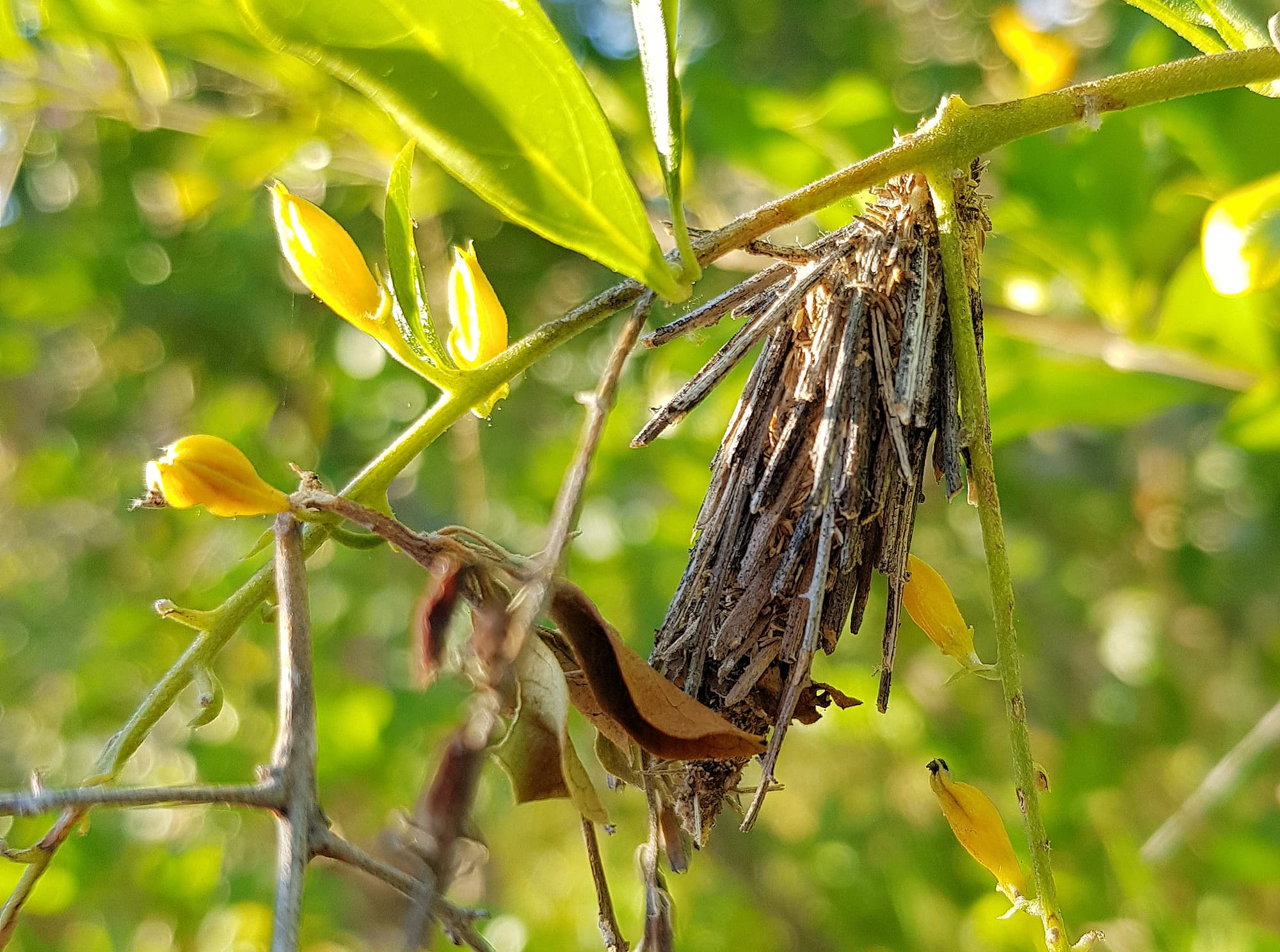 Leaf Case Moth – Ausemade