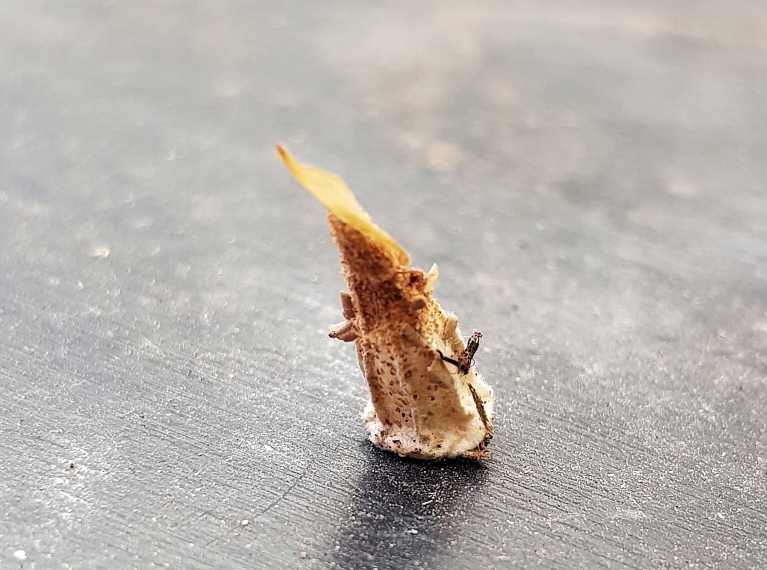 Ribbed Case Moth – Ausemade