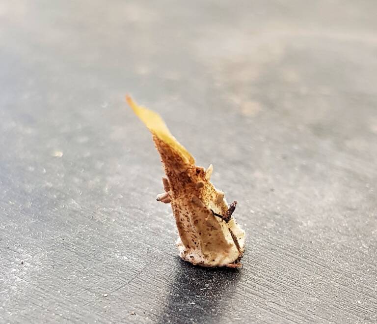 Ribbed Case Moth – Ausemade