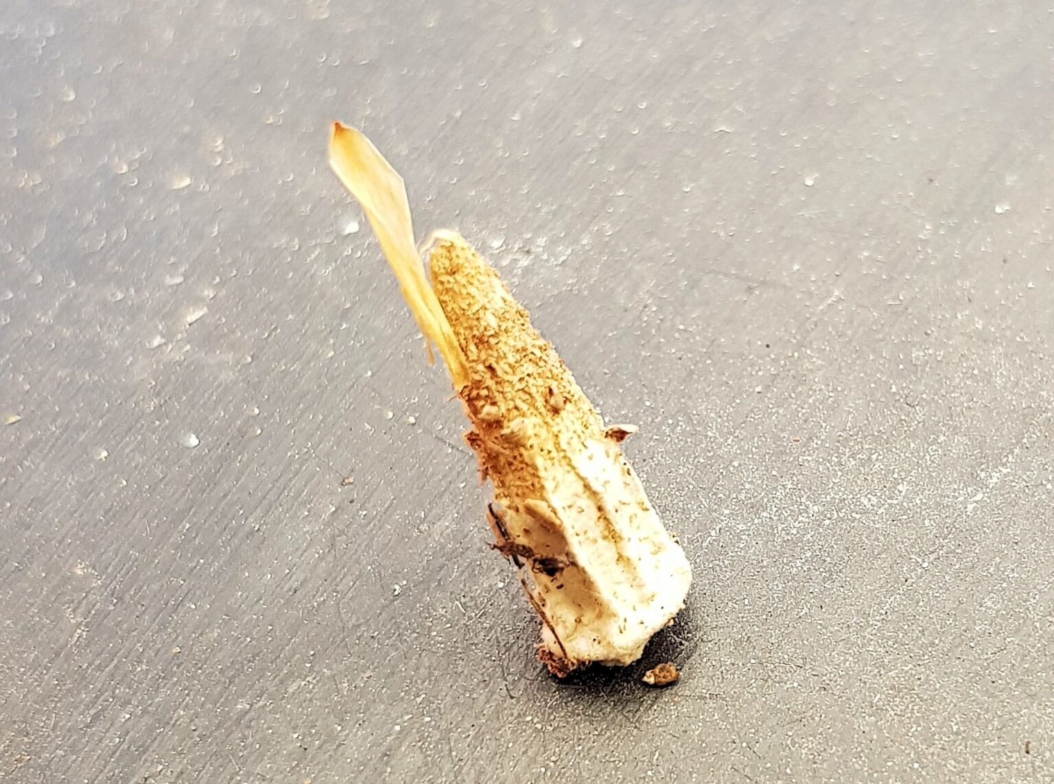 Ribbed Case Moth – Ausemade