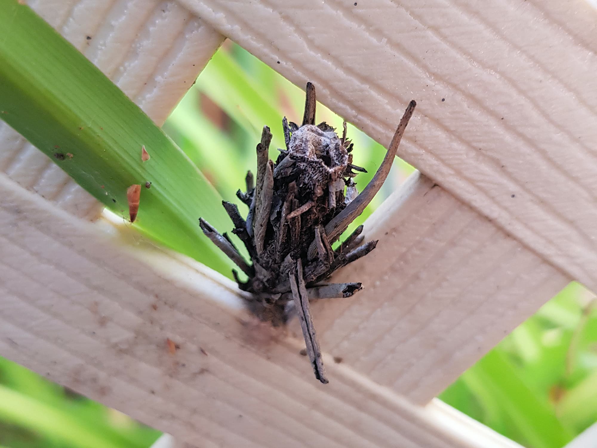 chrysalis and cocoon – Ausemade