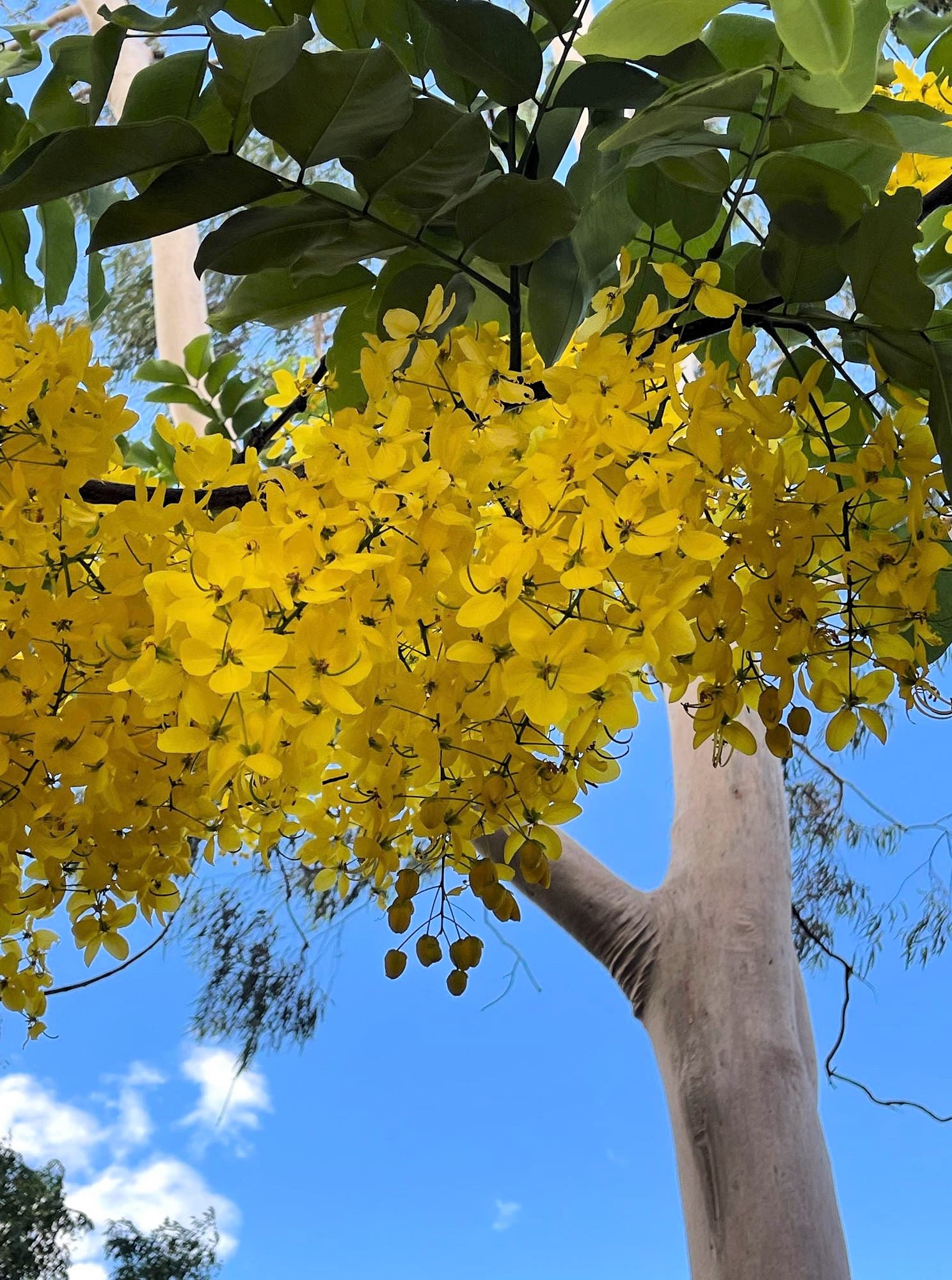 Cassia fistula (Golden Shower) – Ausemade
