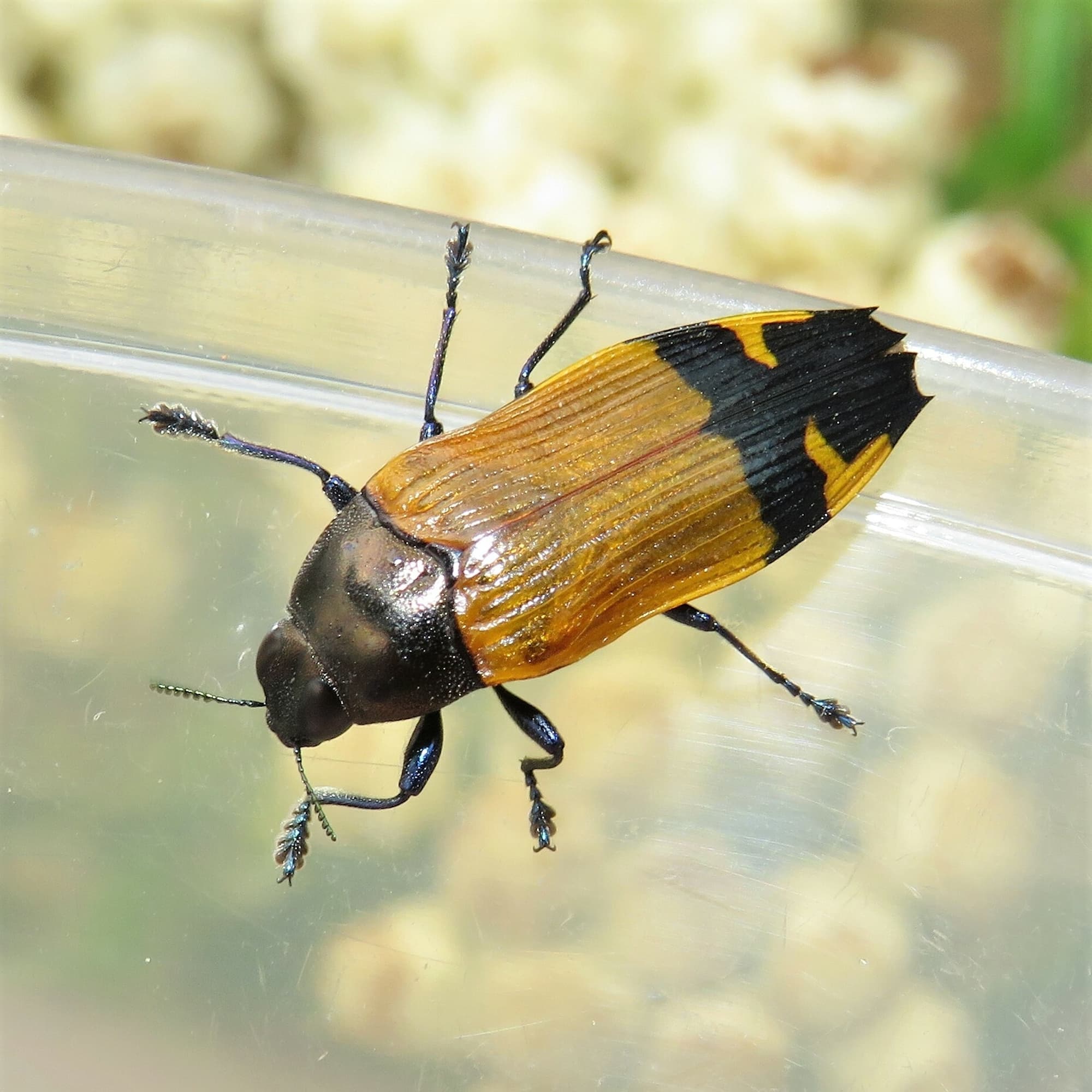 Castiarina andersoni – Ausemade