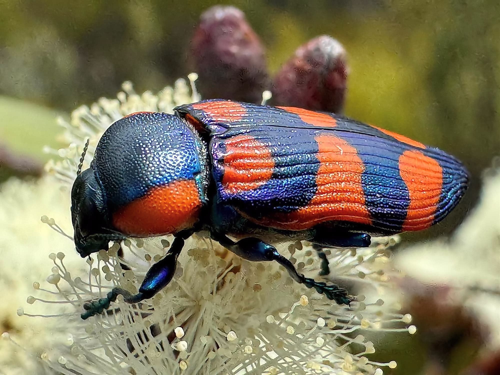 Castiarina – Ausemade