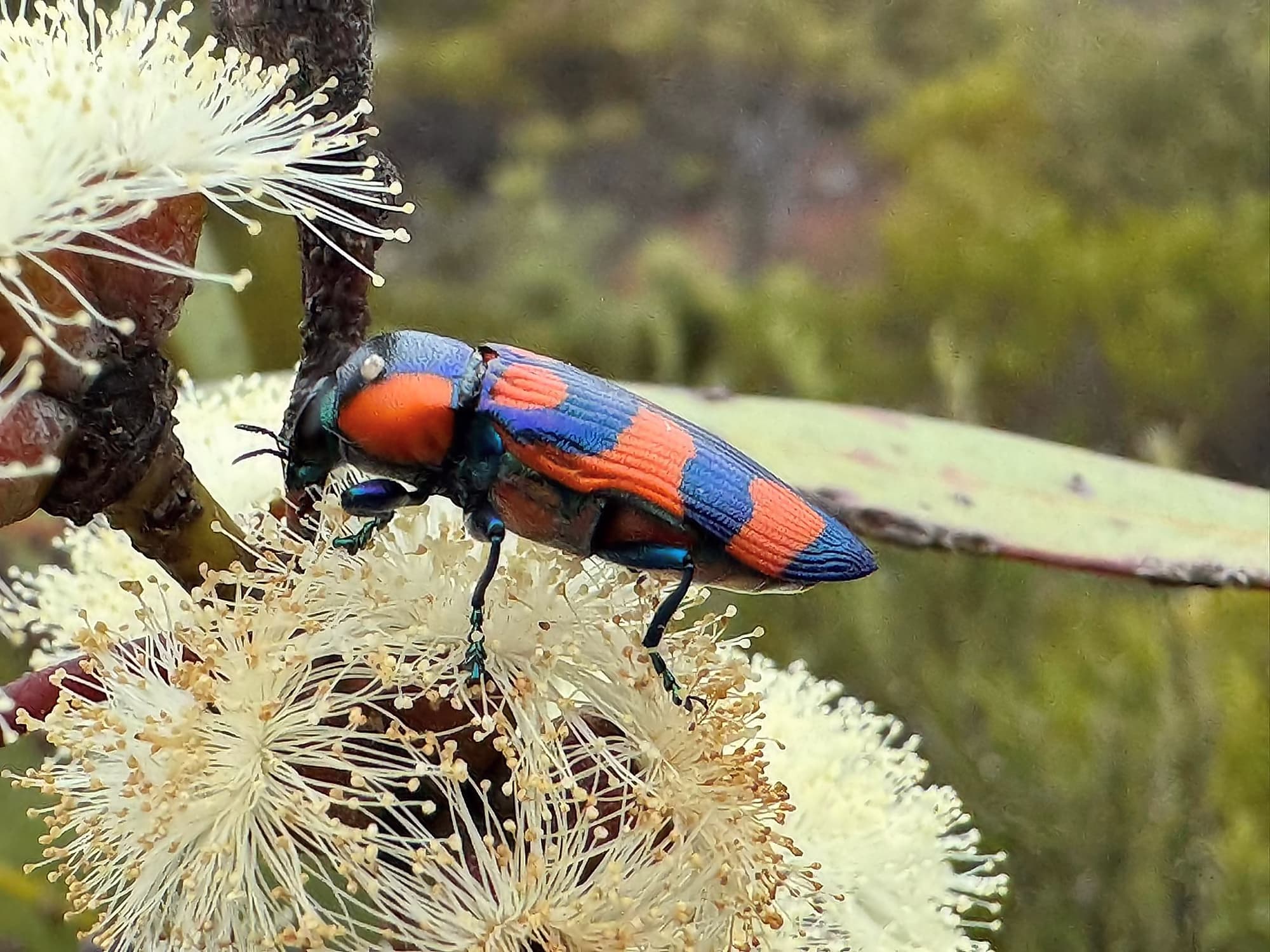 Castiarina – Ausemade