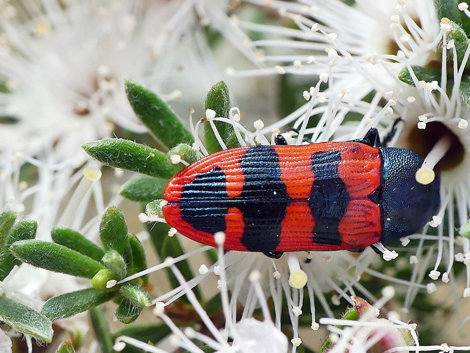 Jewel Beetles – Ausemade
