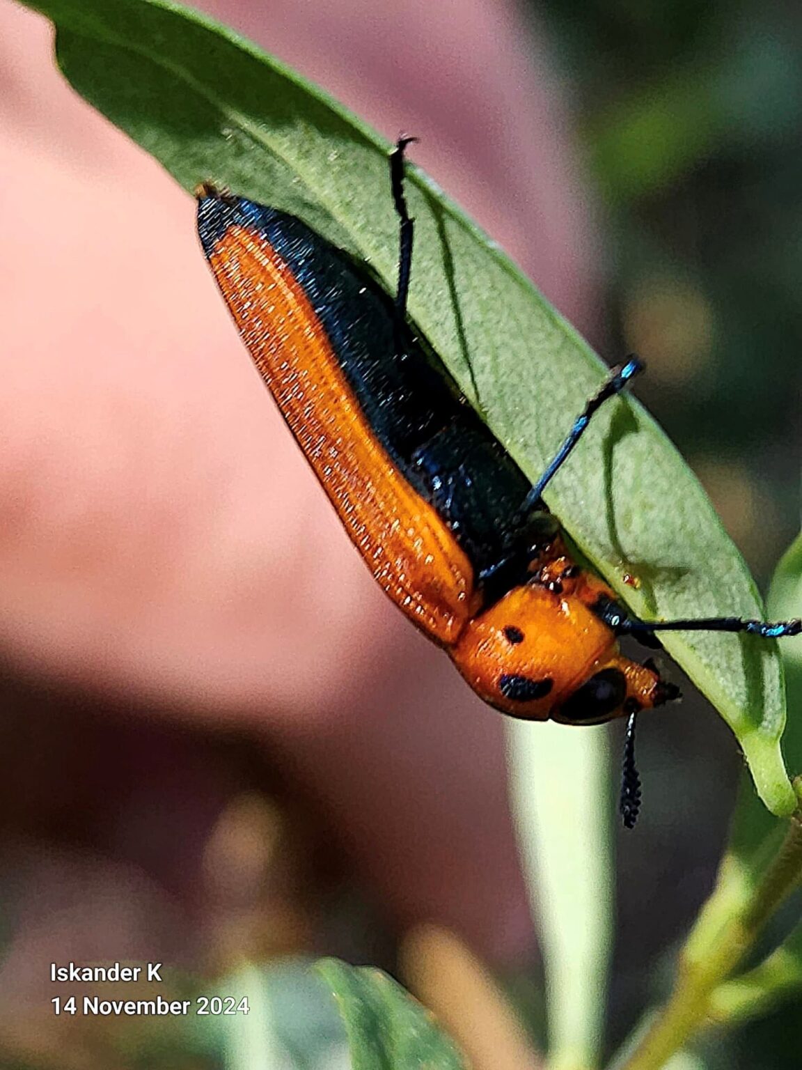 Castiarina decipiens – Ausemade