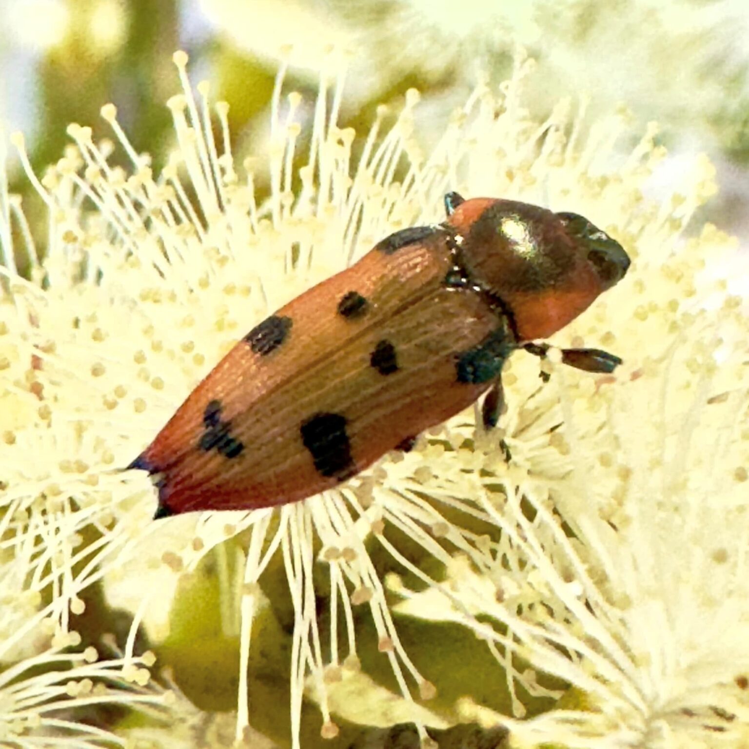 Buprestidae – Ausemade