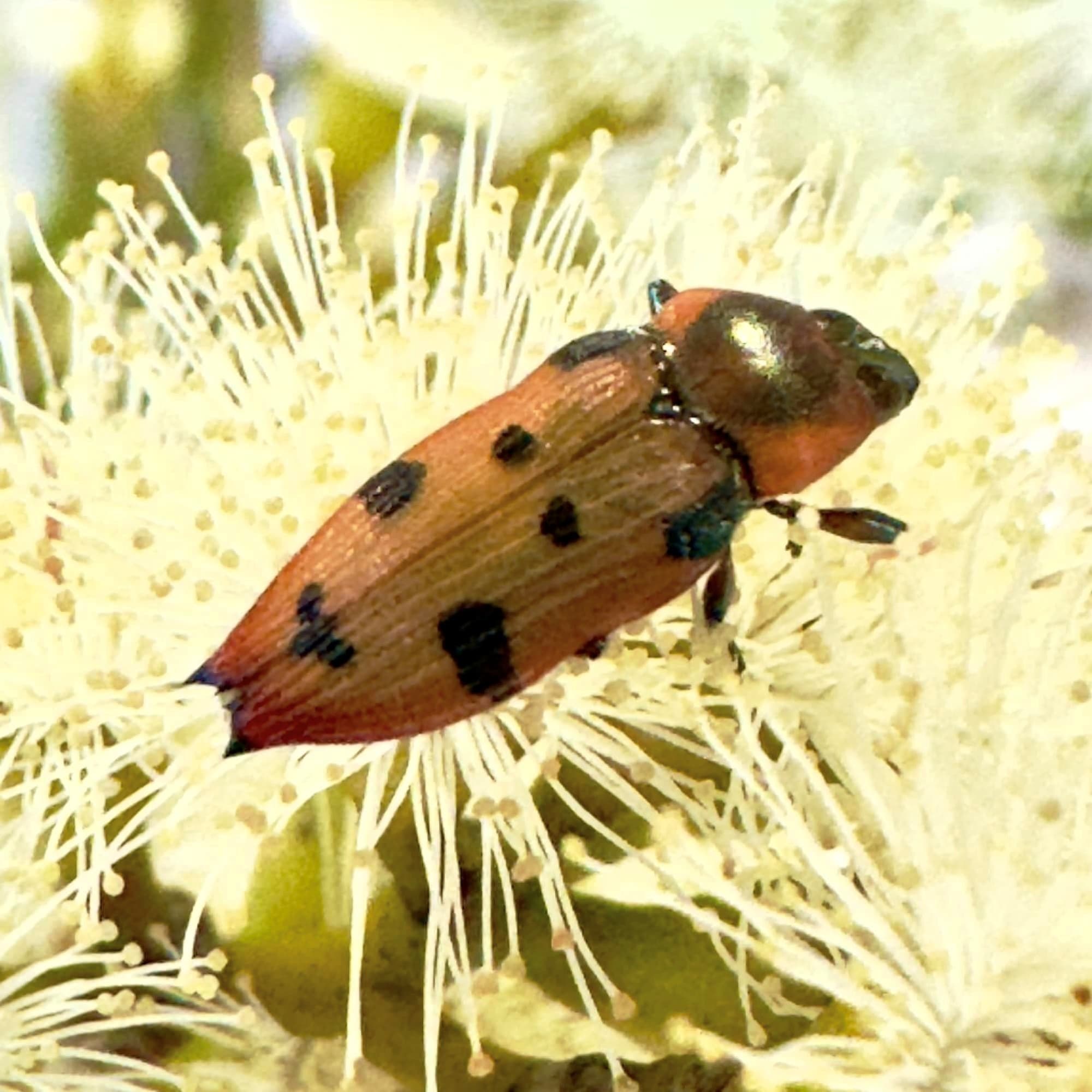 Castiarina – Ausemade