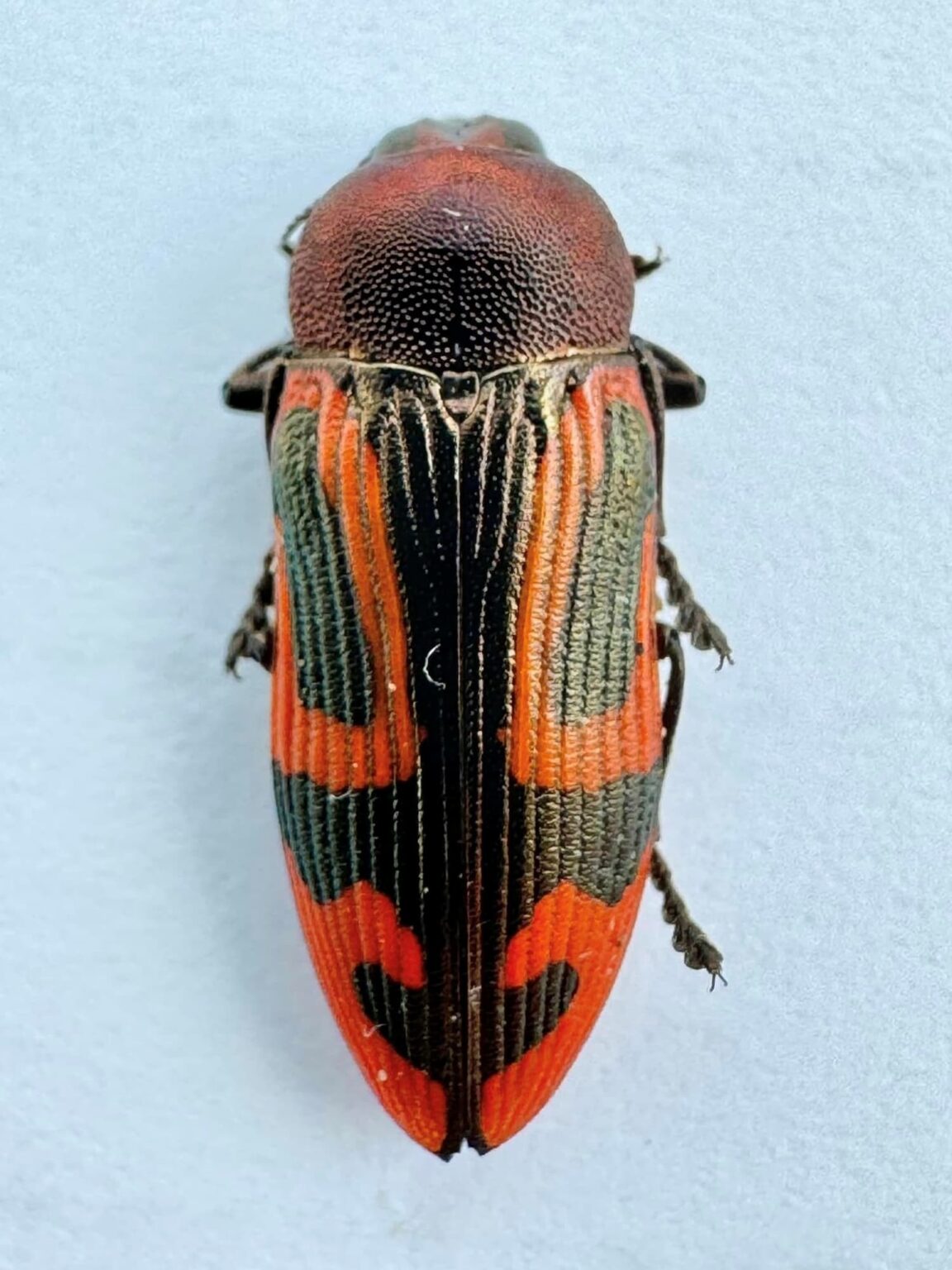 WA Beetles Index – Ausemade